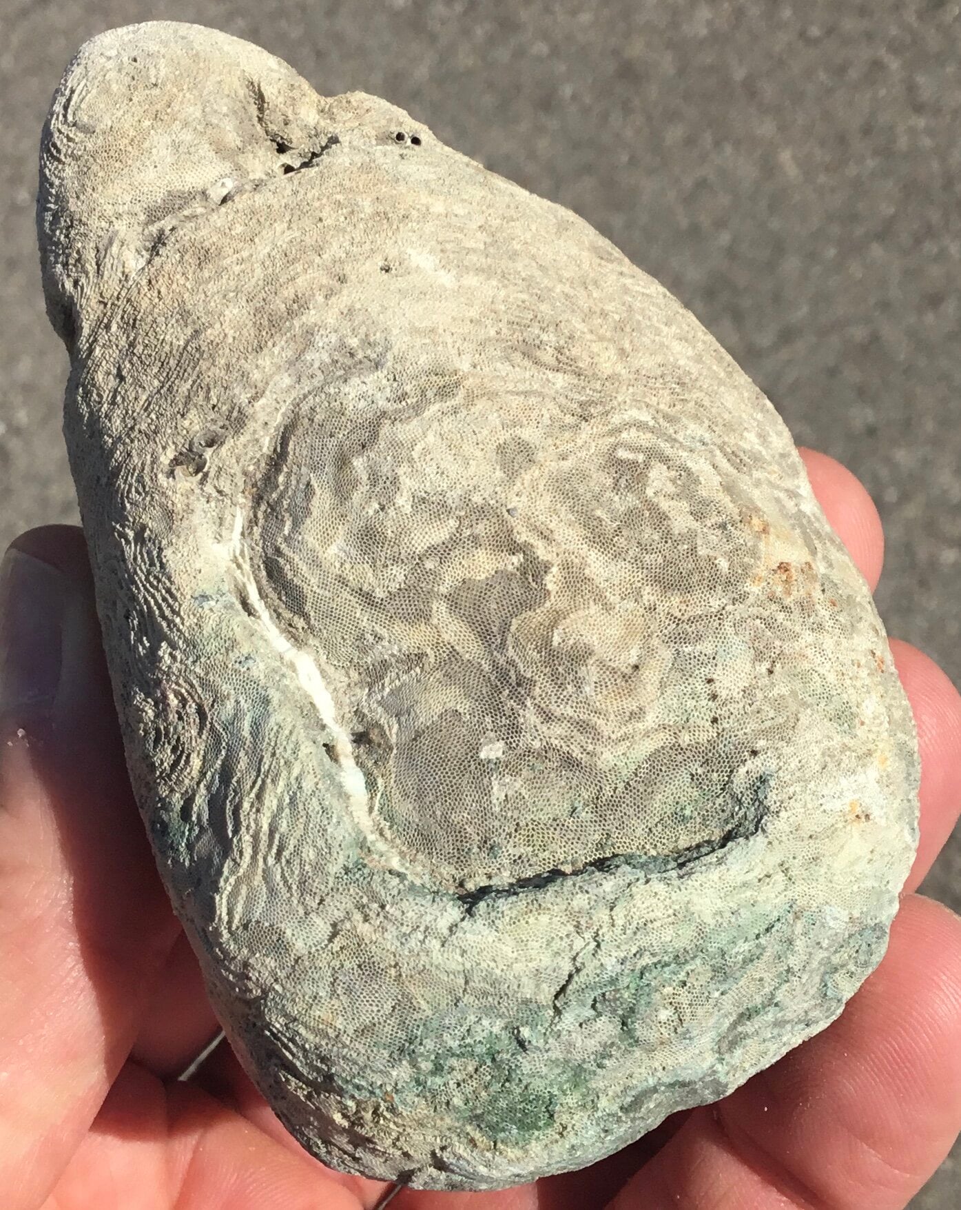 Identification of a porous egg shaped fossil? - Fossil ID - The Fossil ...