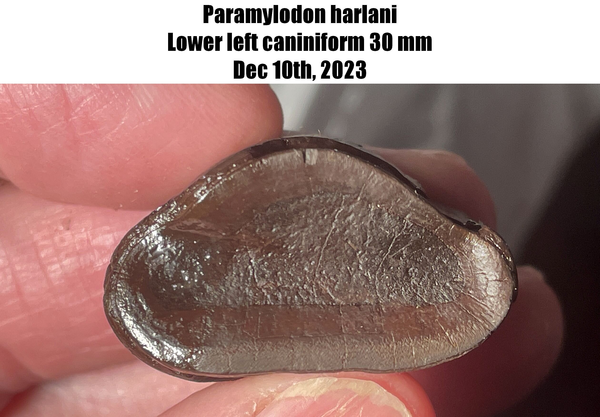 Peace River Hunt - Fossil Hunting Trips - The Fossil Forum