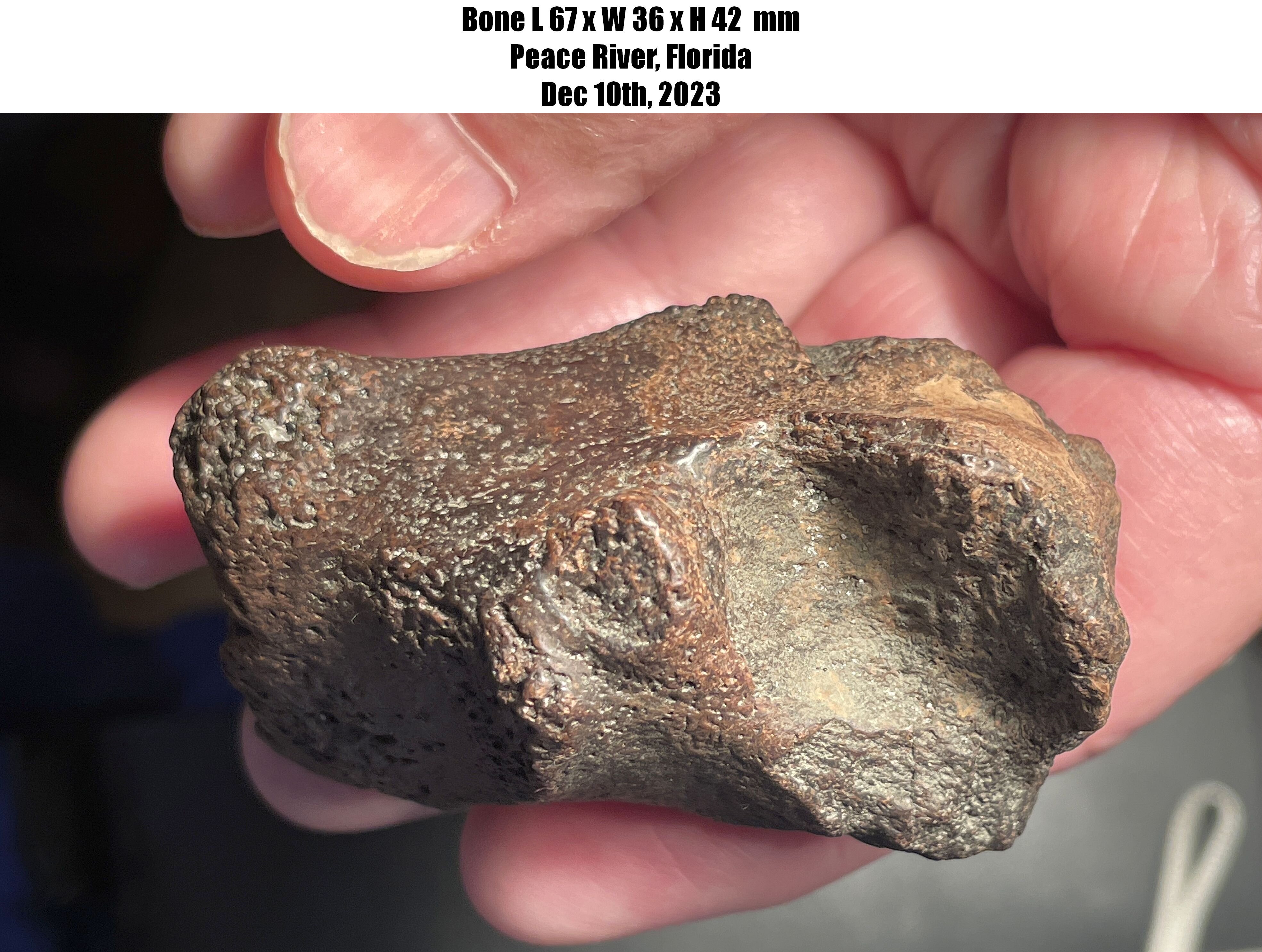 A curious short bone - Fossil ID - The Fossil Forum