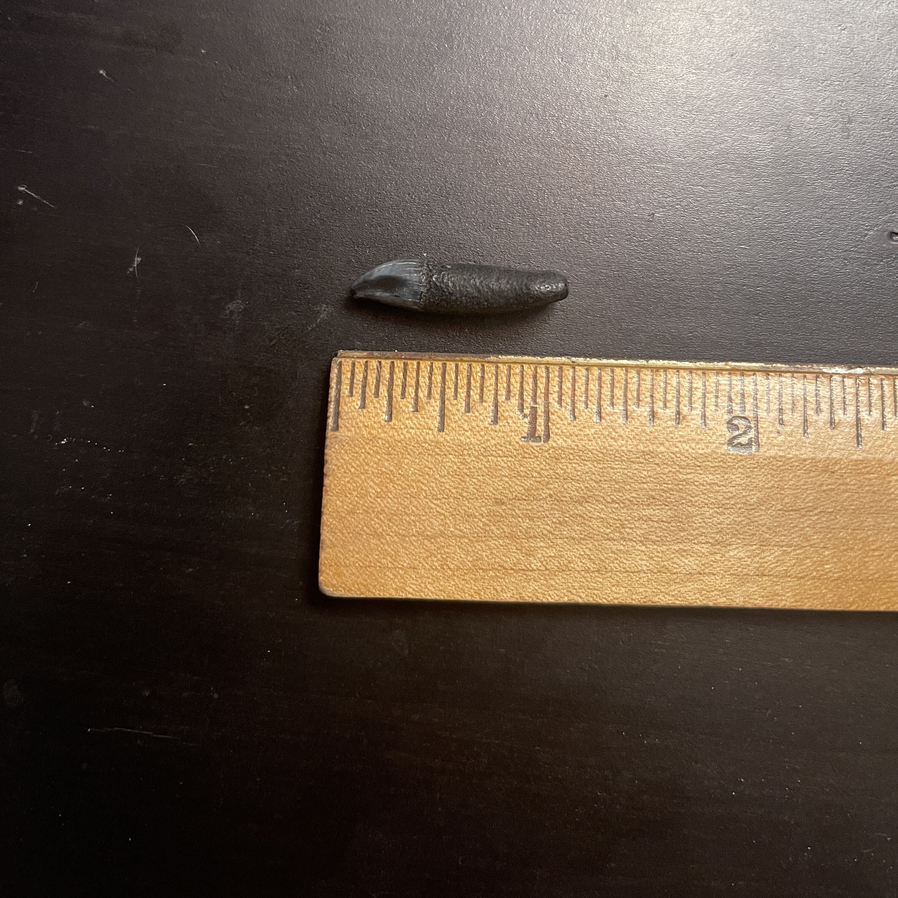 Dolphin tooth in Myrtle Beach, SC - Fossil ID - The Fossil Forum