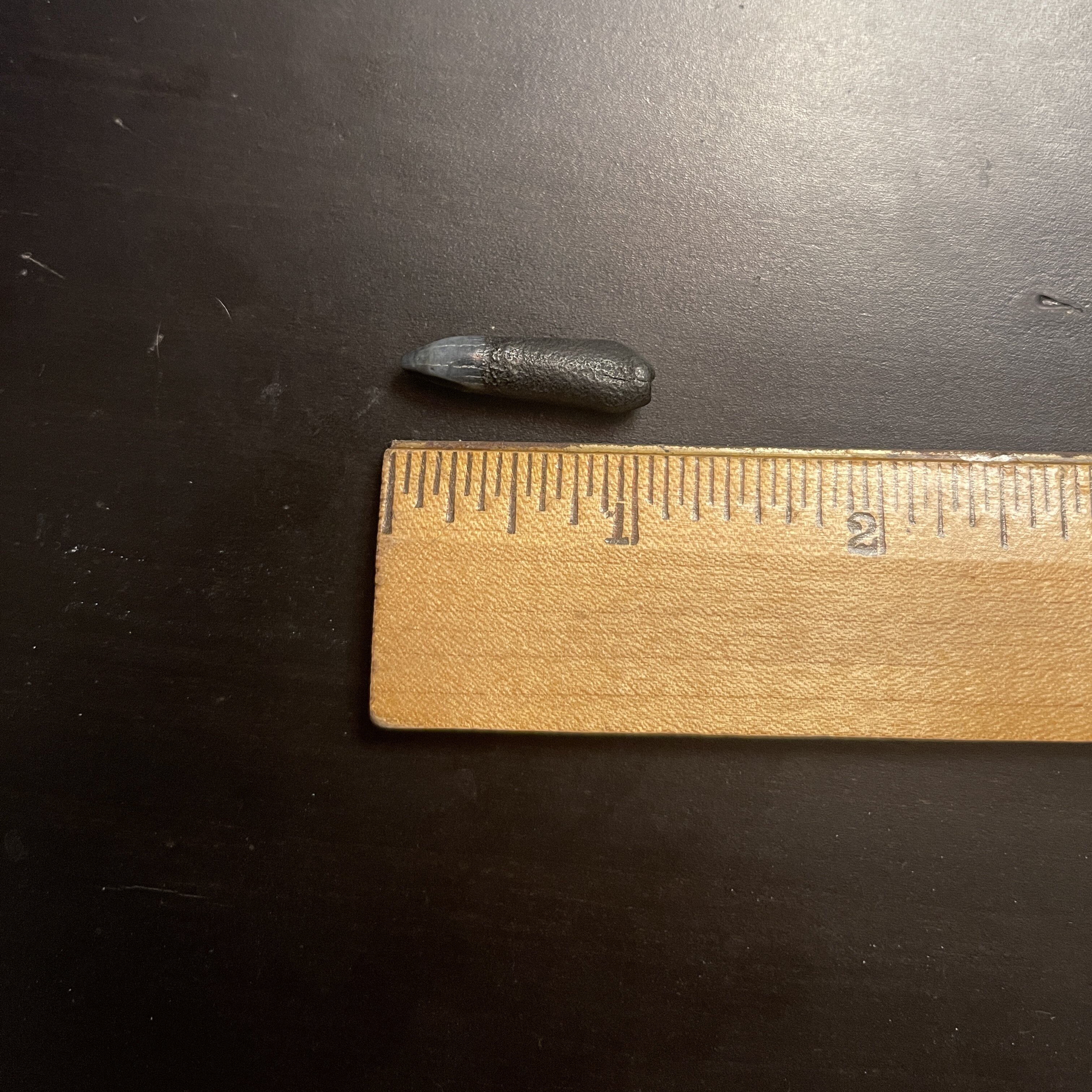 Dolphin tooth in Myrtle Beach, SC - Fossil ID - The Fossil Forum
