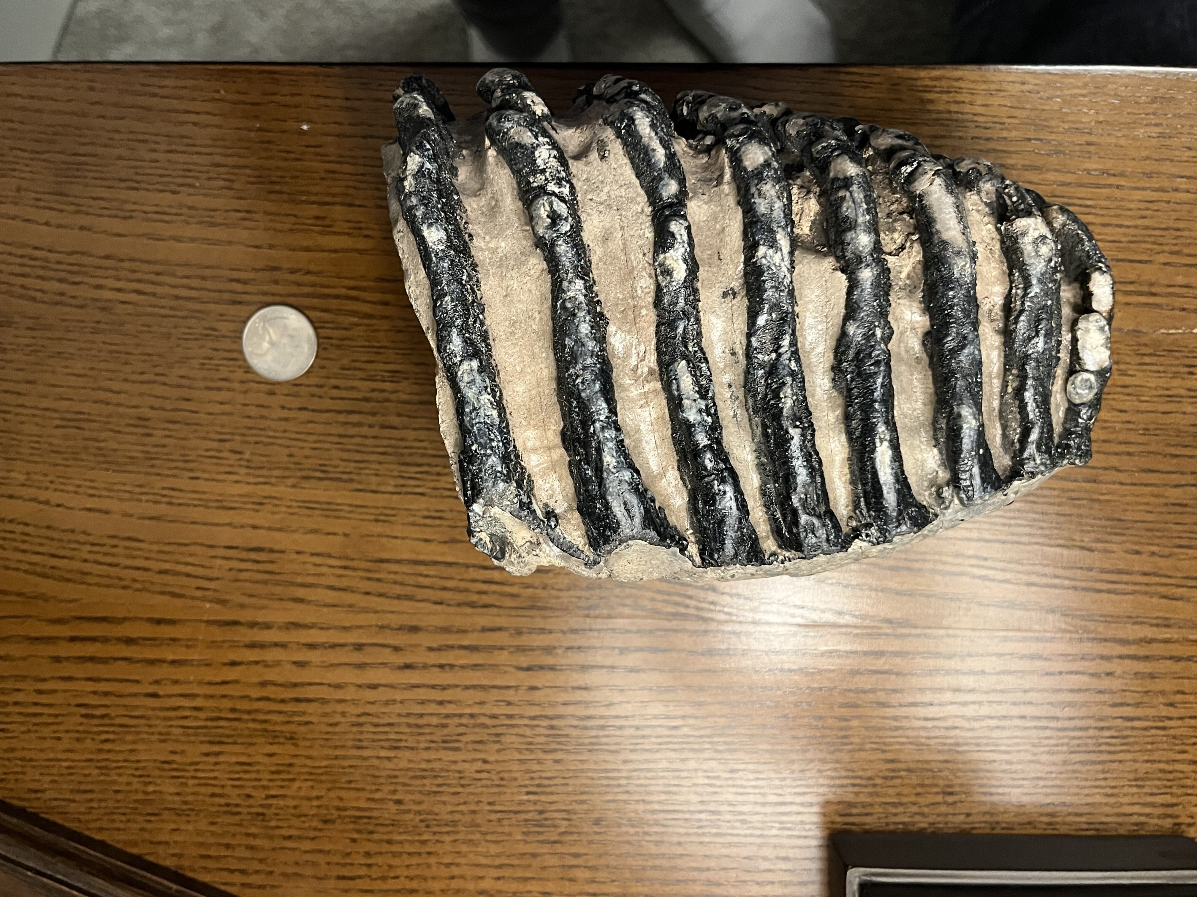 Mammoth tooth from AK, USA Identification? - Fossil ID - The Fossil Forum