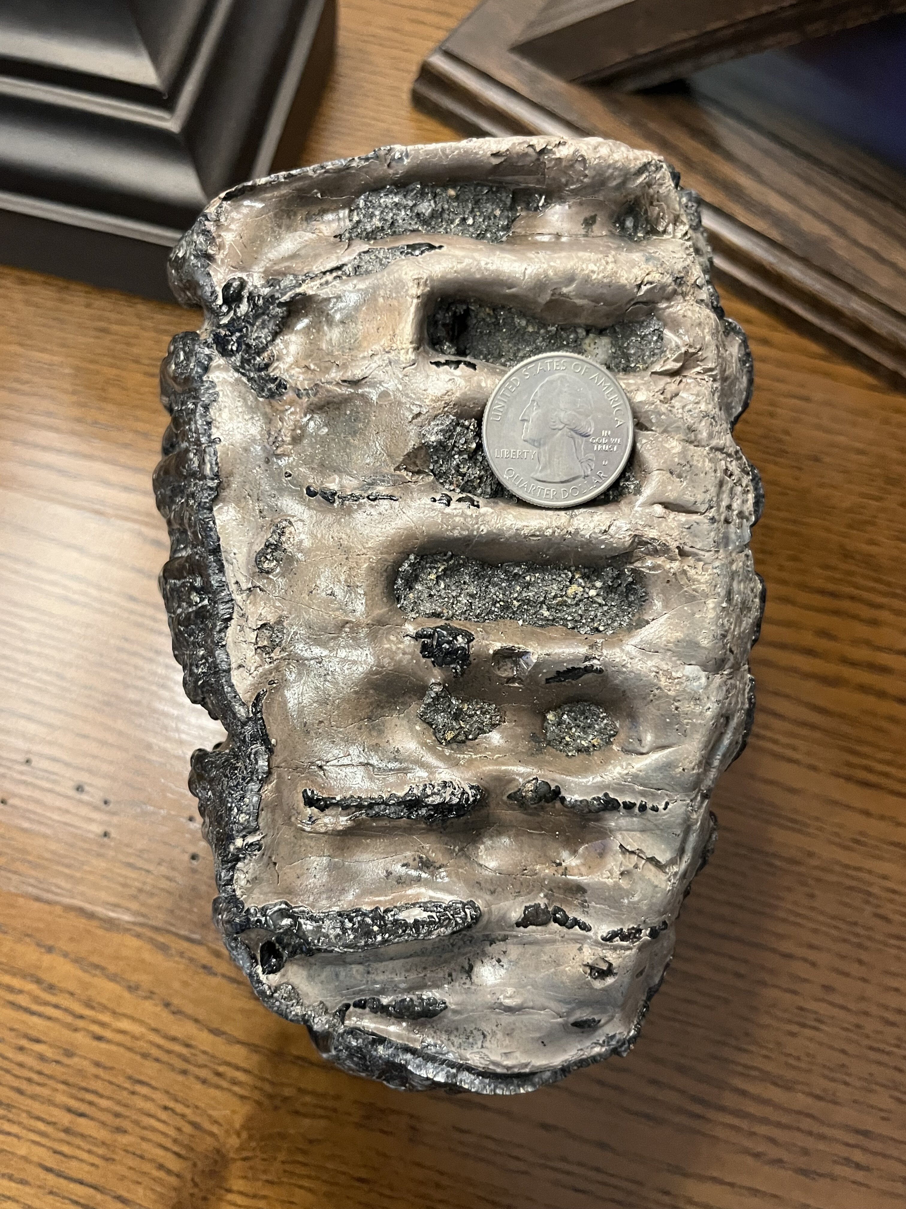 Mammoth tooth from AK, USA Identification? - Fossil ID - The Fossil Forum