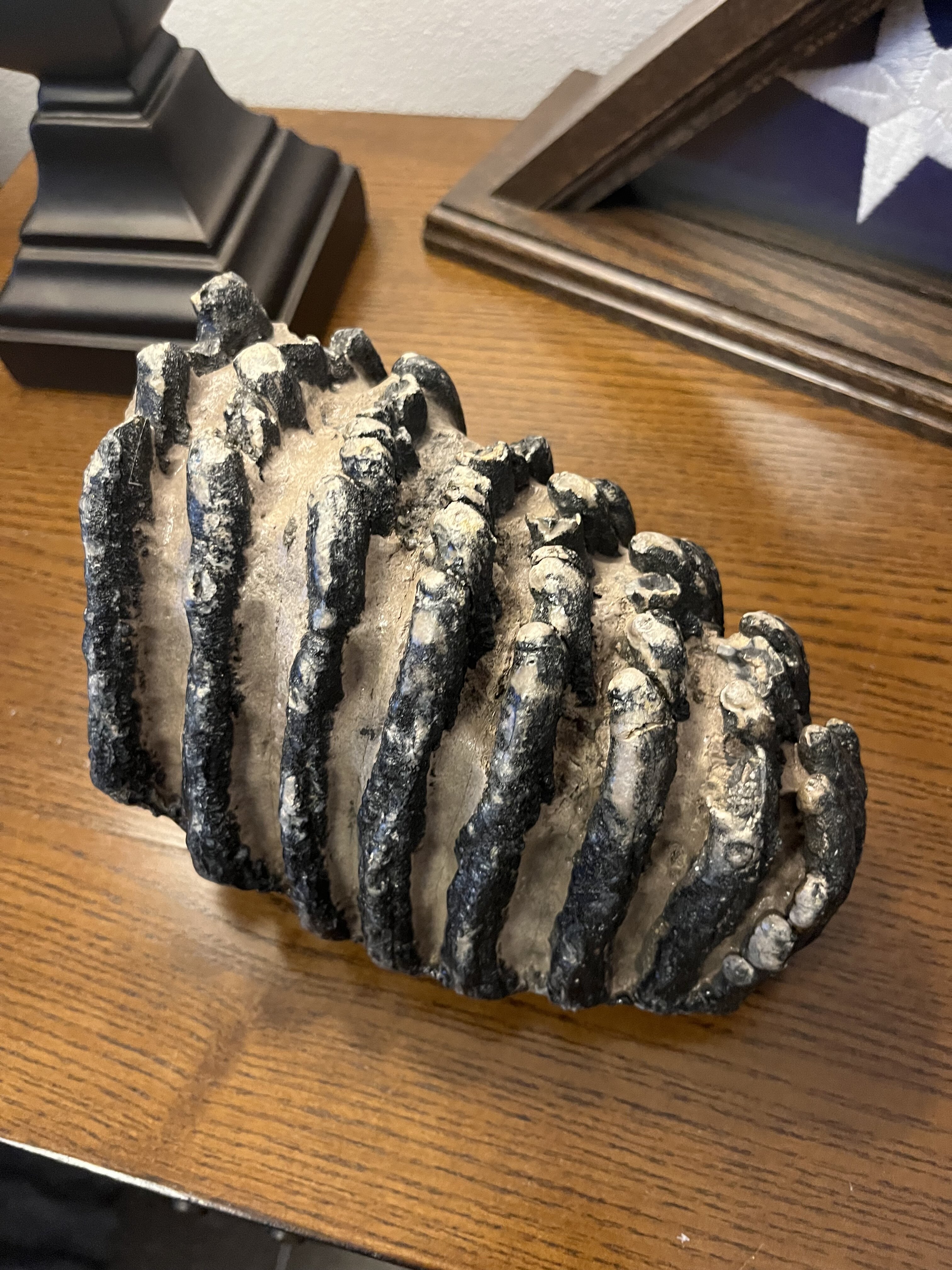 Mammoth tooth from AK, USA Identification? - Fossil ID - The Fossil Forum