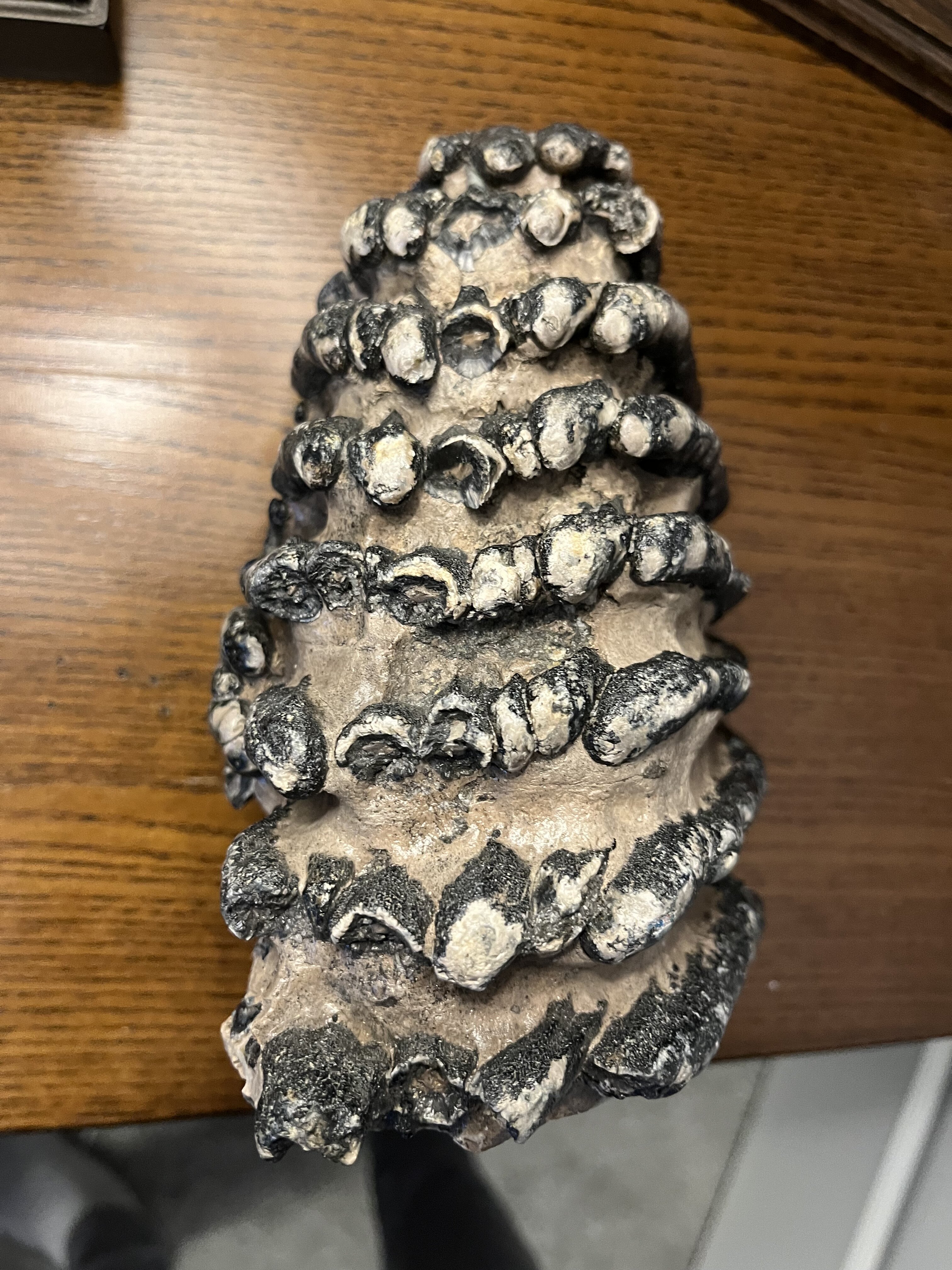 Mammoth tooth from AK, USA Identification? - Fossil ID - The Fossil Forum
