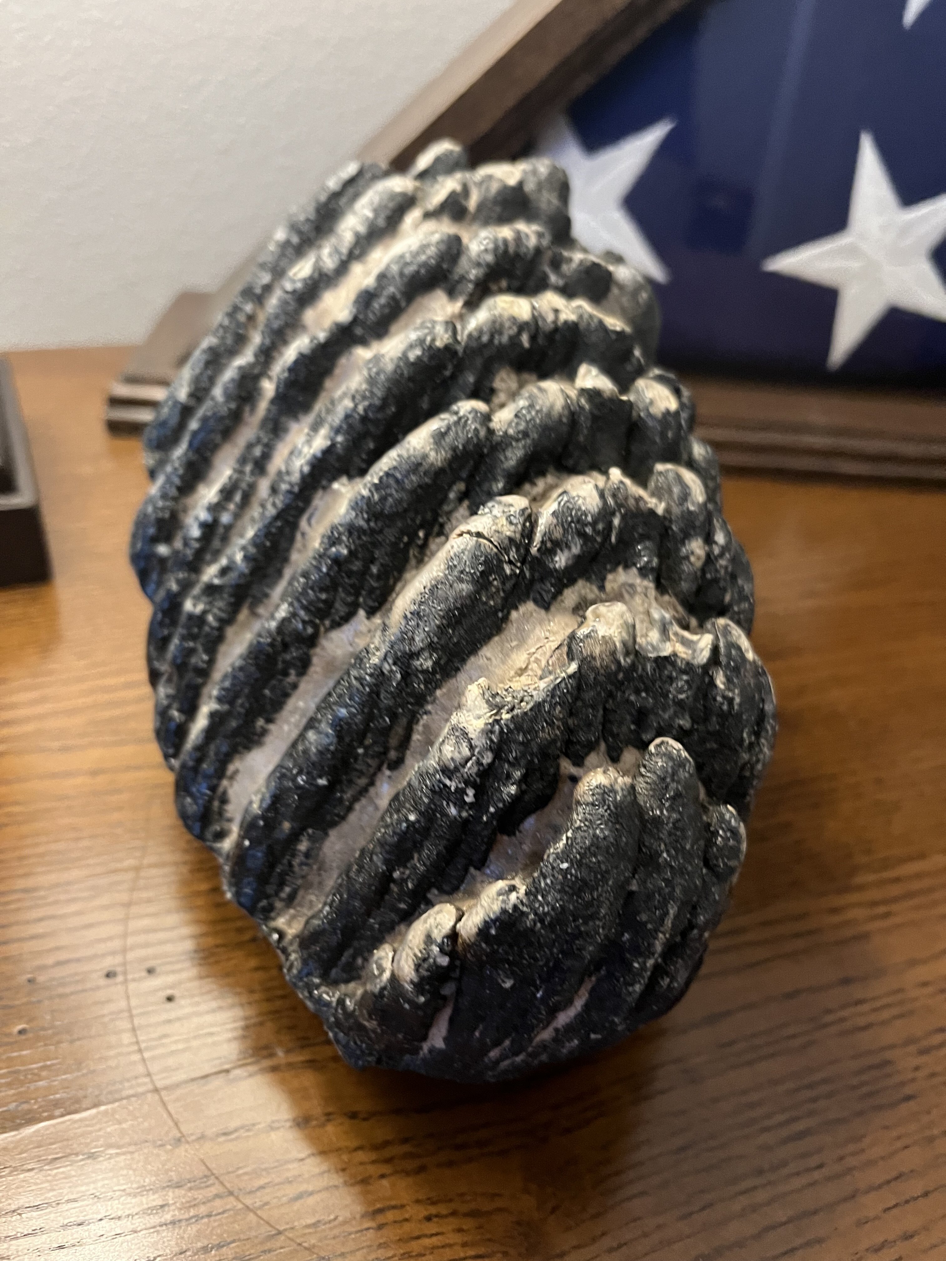 Mammoth tooth from AK, USA Identification? - Fossil ID - The Fossil Forum