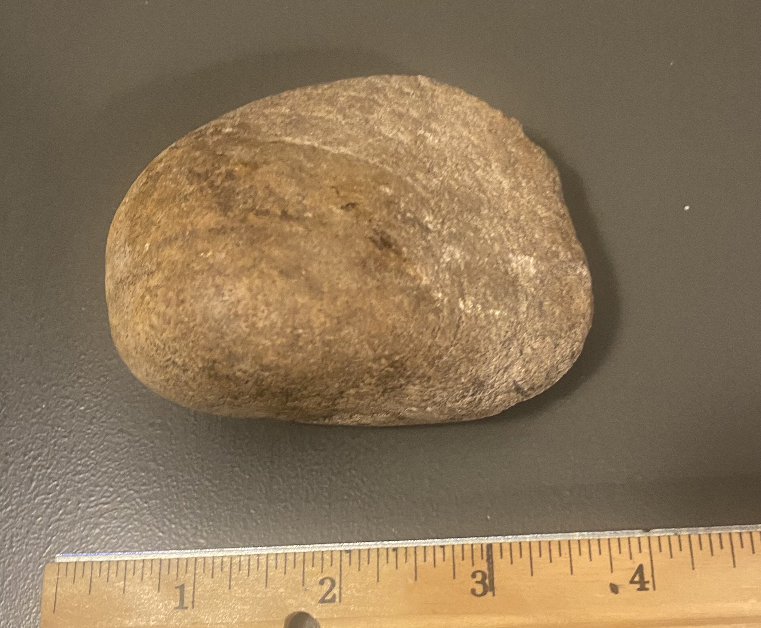 Possible fish hypural fan fossil - Fossil ID - The Fossil Forum