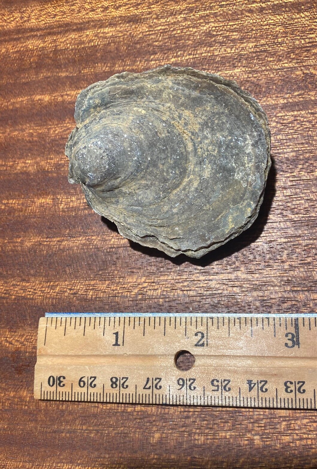Maryland Fossil Oyster - Fossil ID - The Fossil Forum