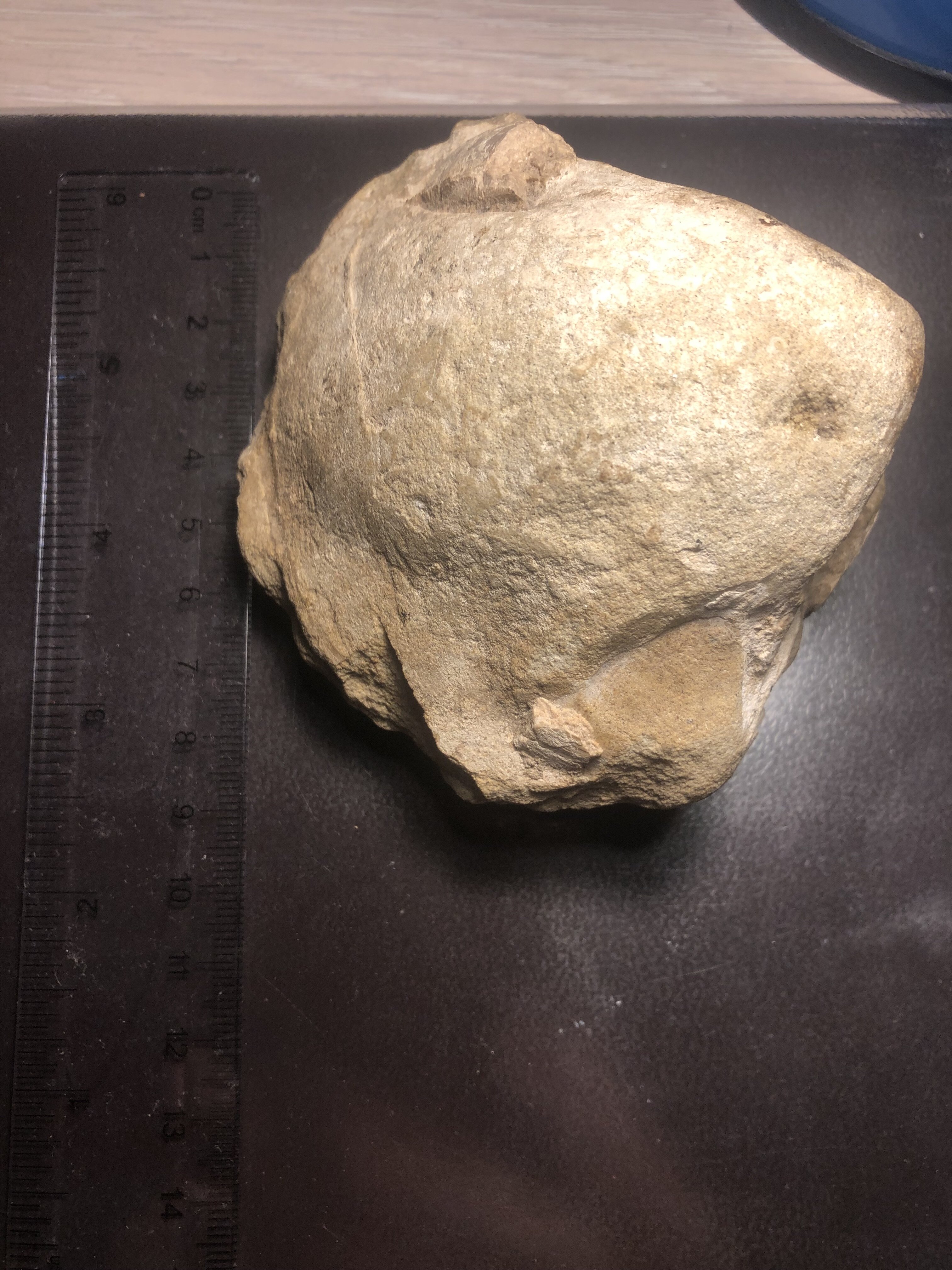 Bivalve and petrified wood - Fossil ID - The Fossil Forum