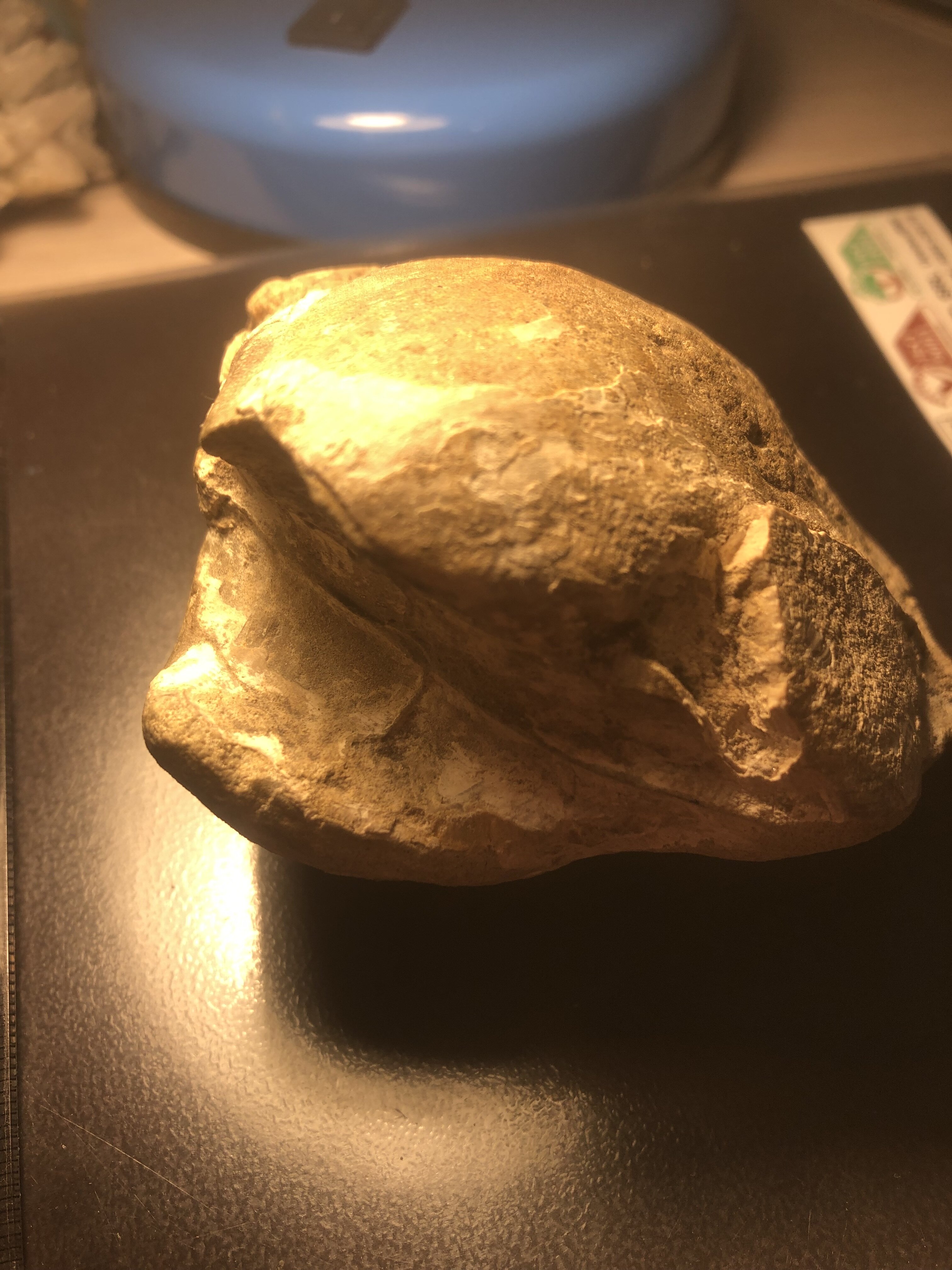Bivalve and petrified wood - Fossil ID - The Fossil Forum