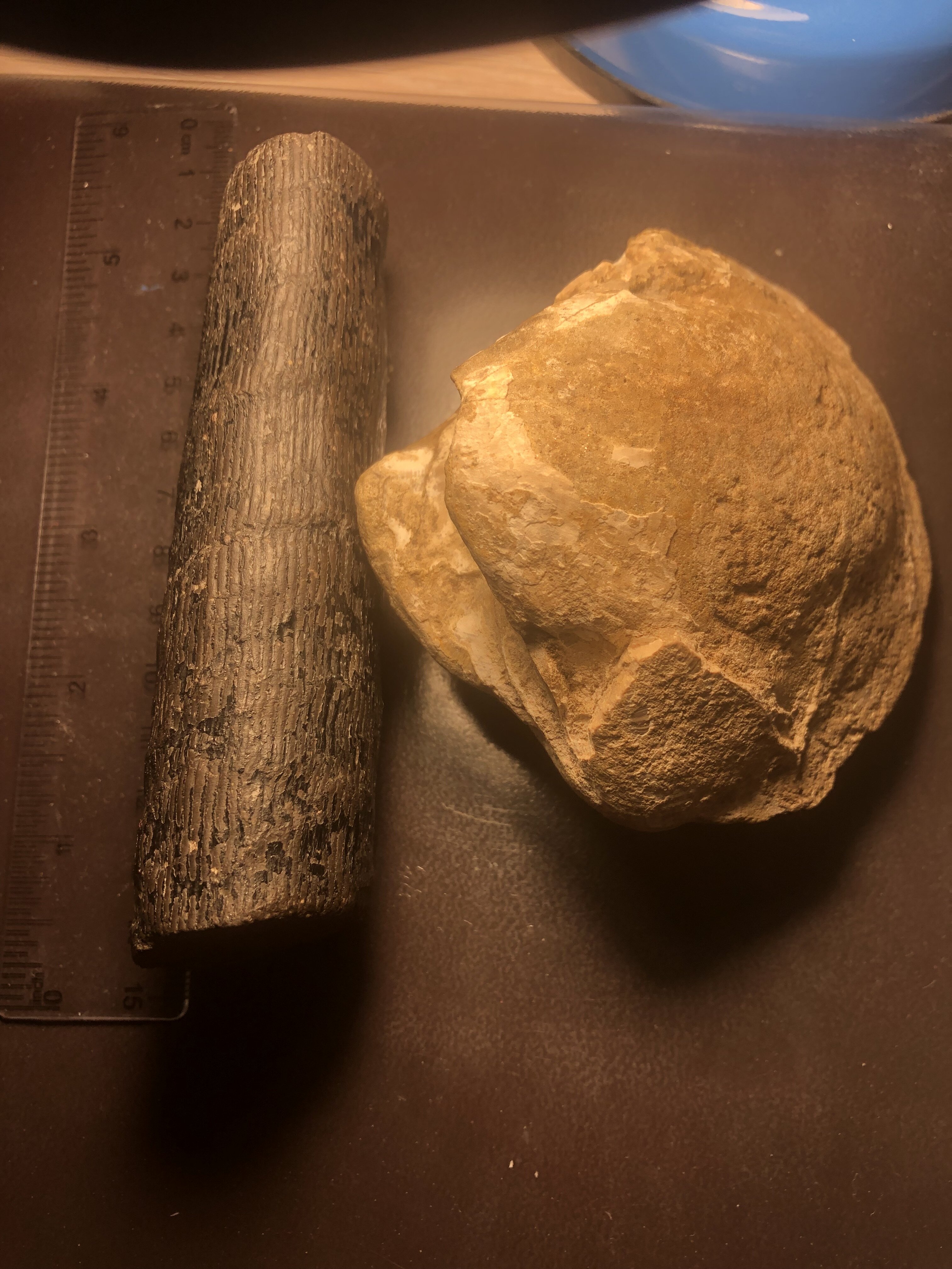 Bivalve and petrified wood - Fossil ID - The Fossil Forum