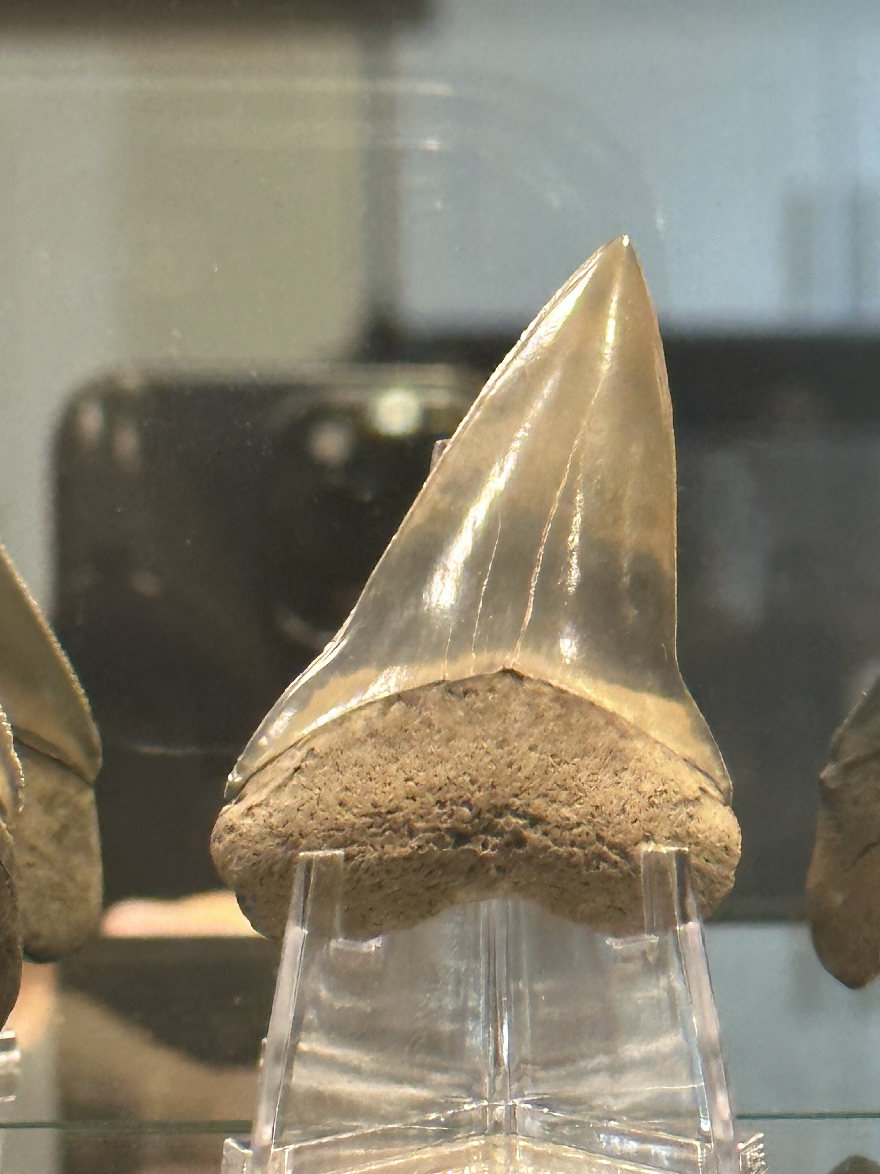 lesser great white/hastalis tooth - Fossil Hunting Trips - The Fossil Forum