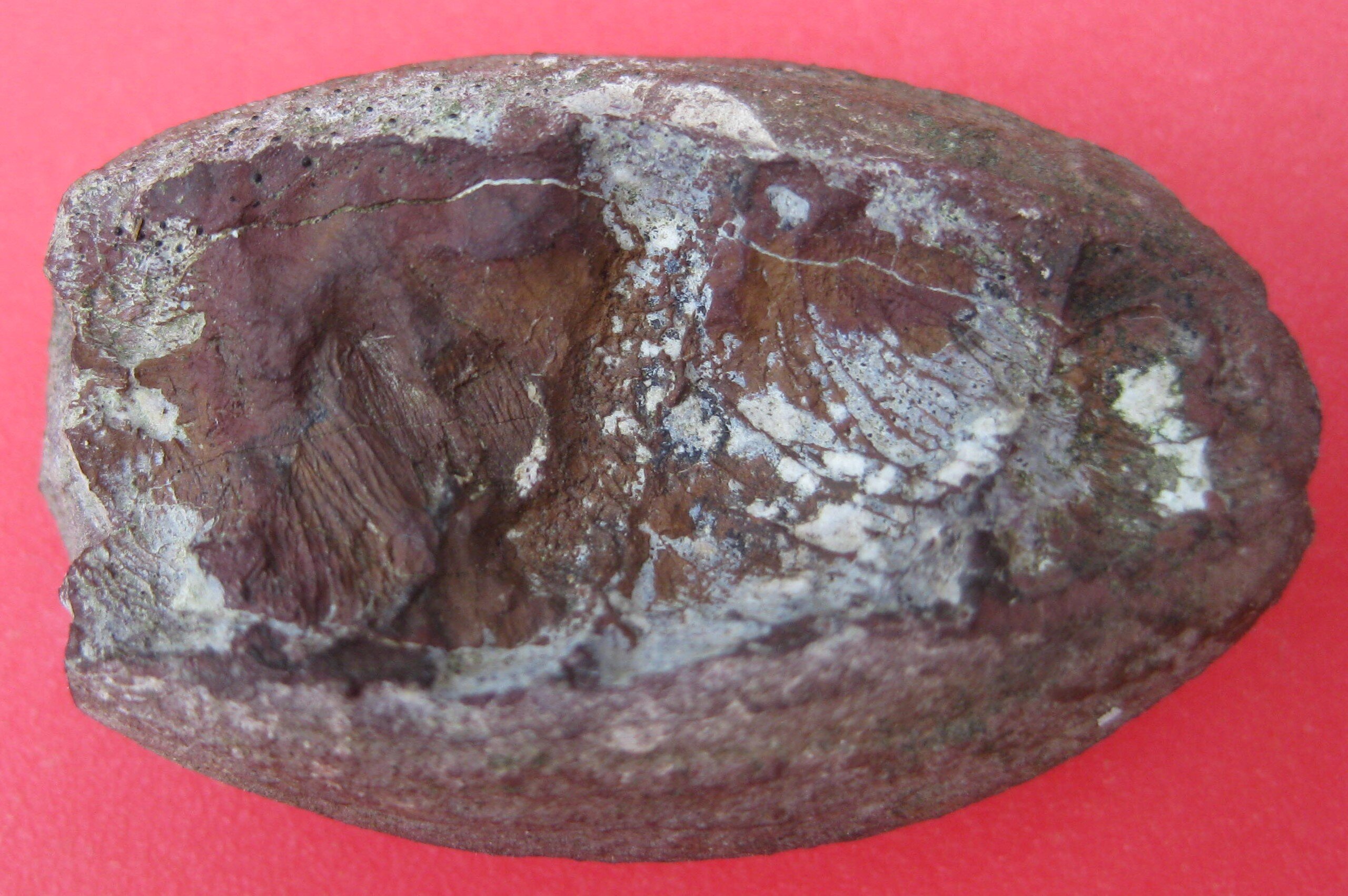 Mazon Creek - Fossil ID - The Fossil Forum