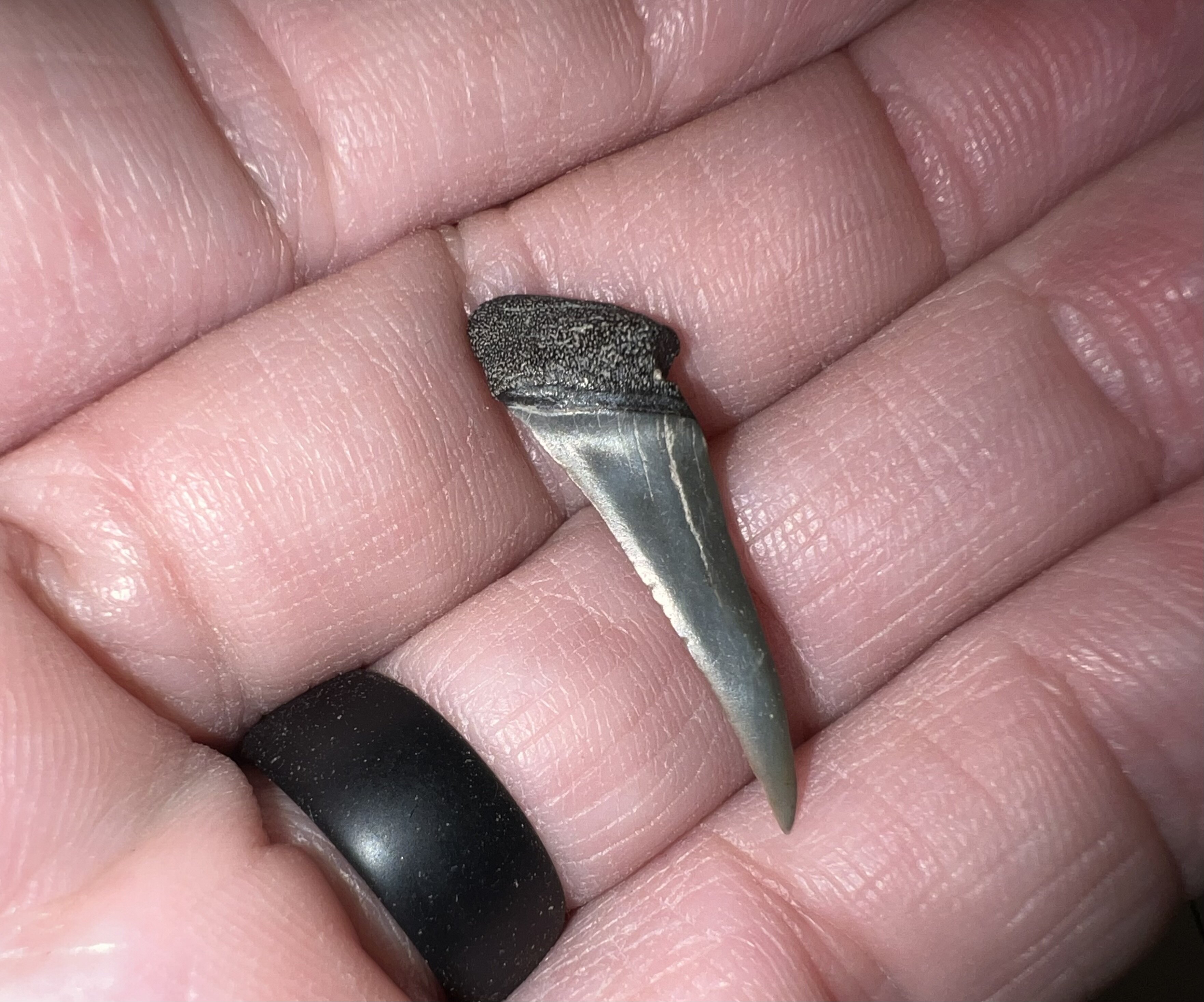 Shark Tooth ID - Fossil ID - The Fossil Forum
