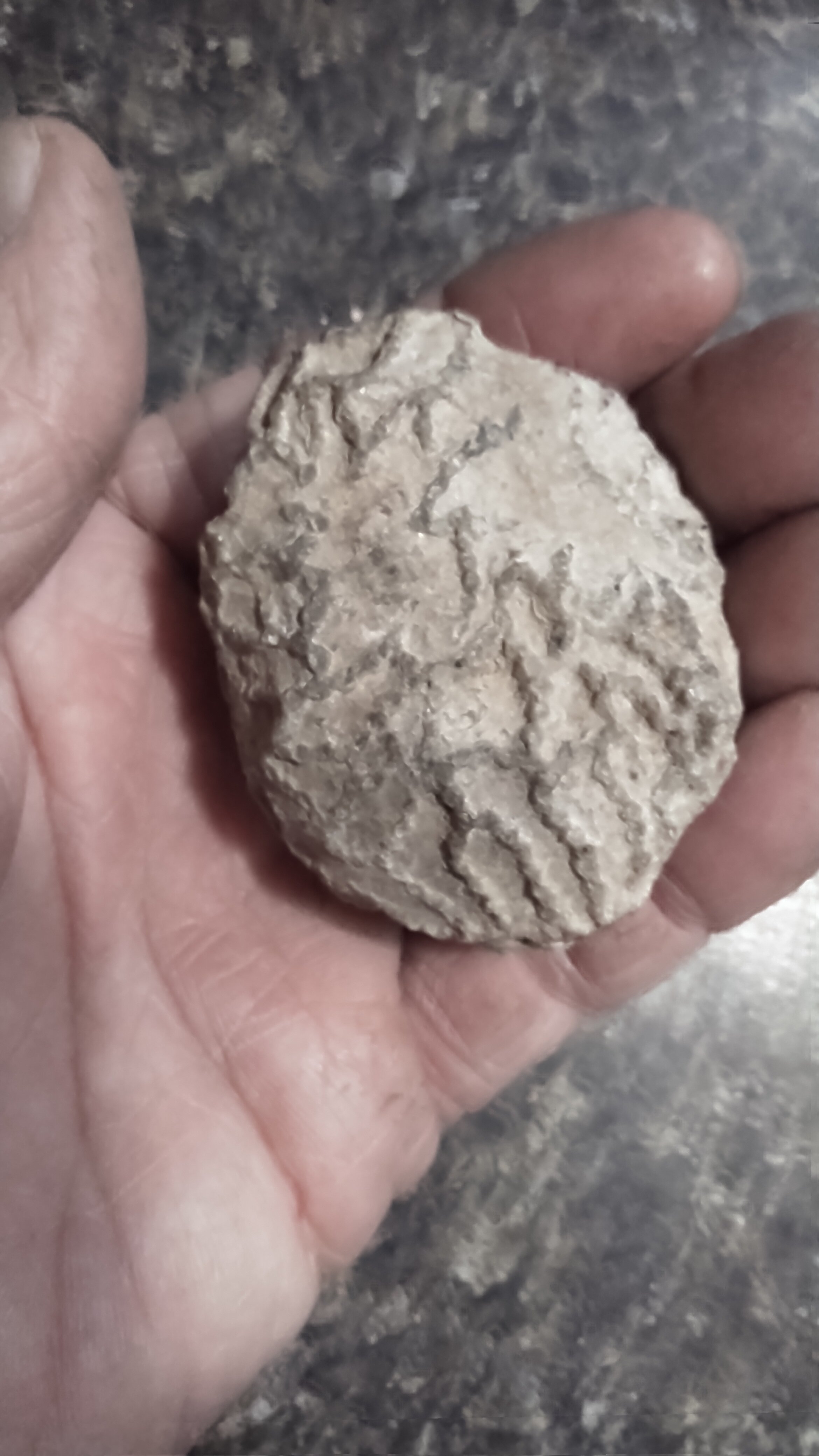 Mushroom? - Fossil ID - The Fossil Forum