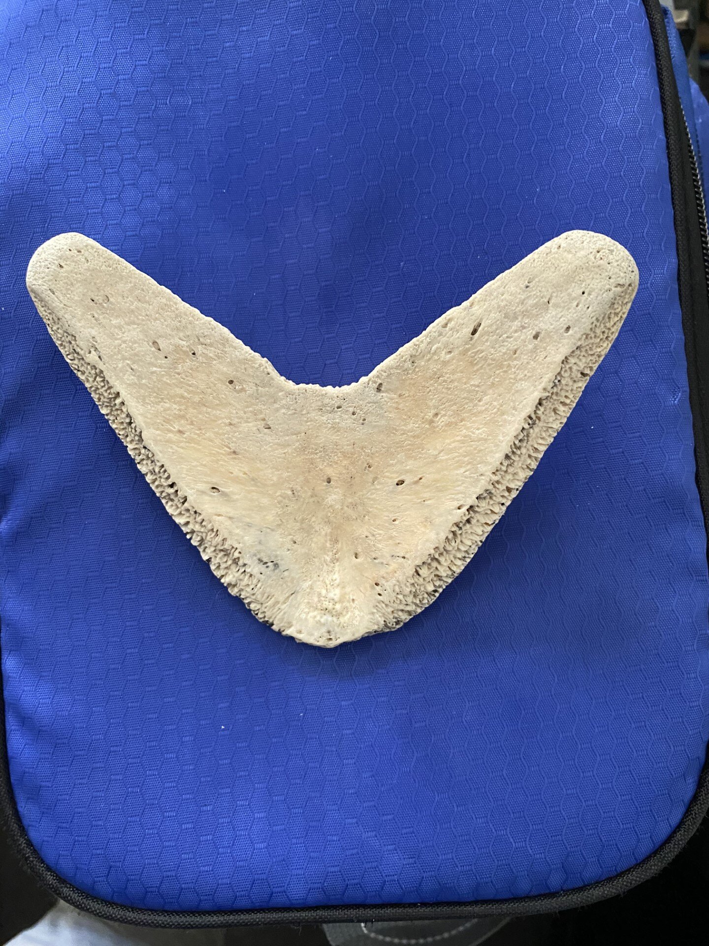 Mystery Bone ID - Fossil ID - The Fossil Forum