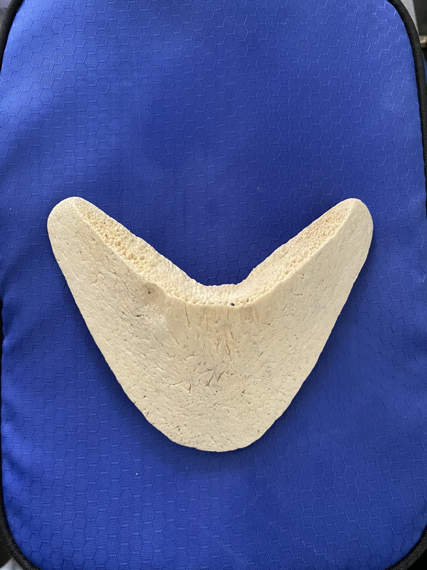 Mystery Bone ID - Fossil ID - The Fossil Forum