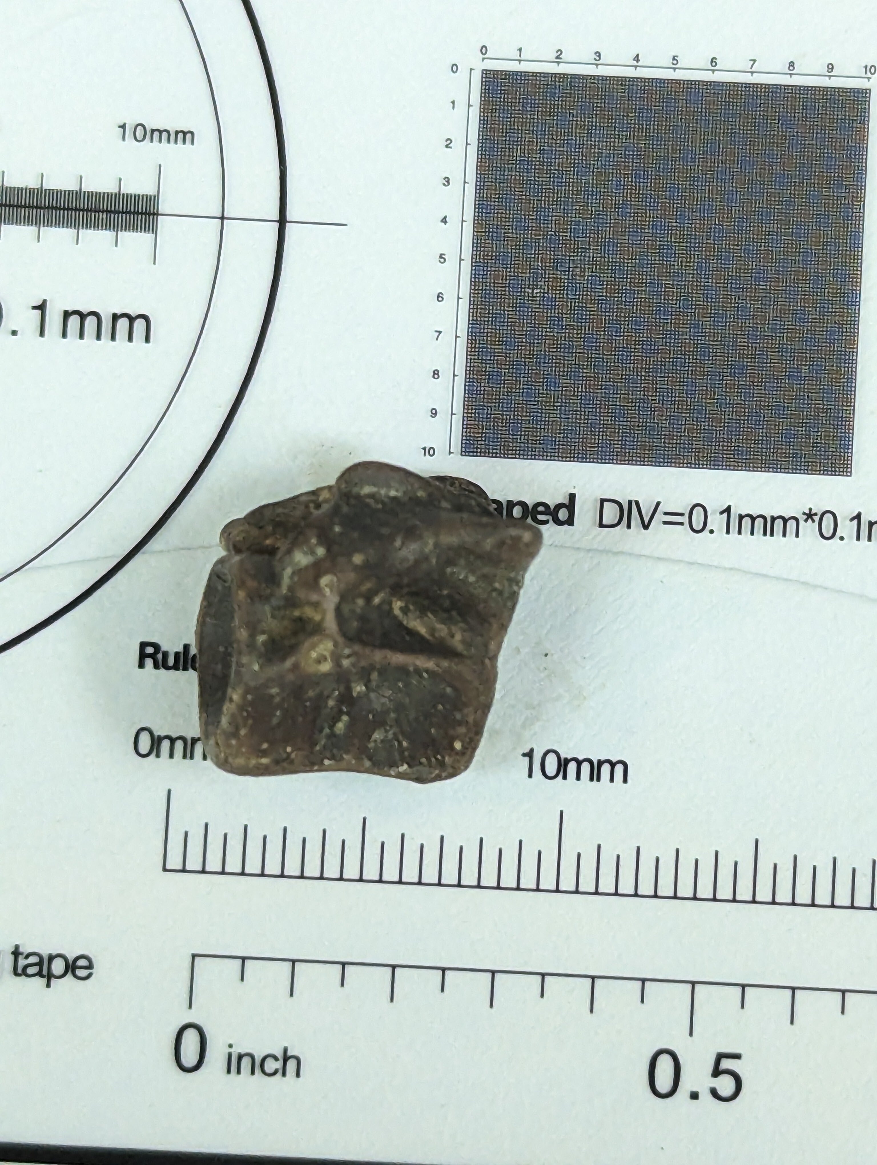 Habrosaurus? - Fossil ID - The Fossil Forum