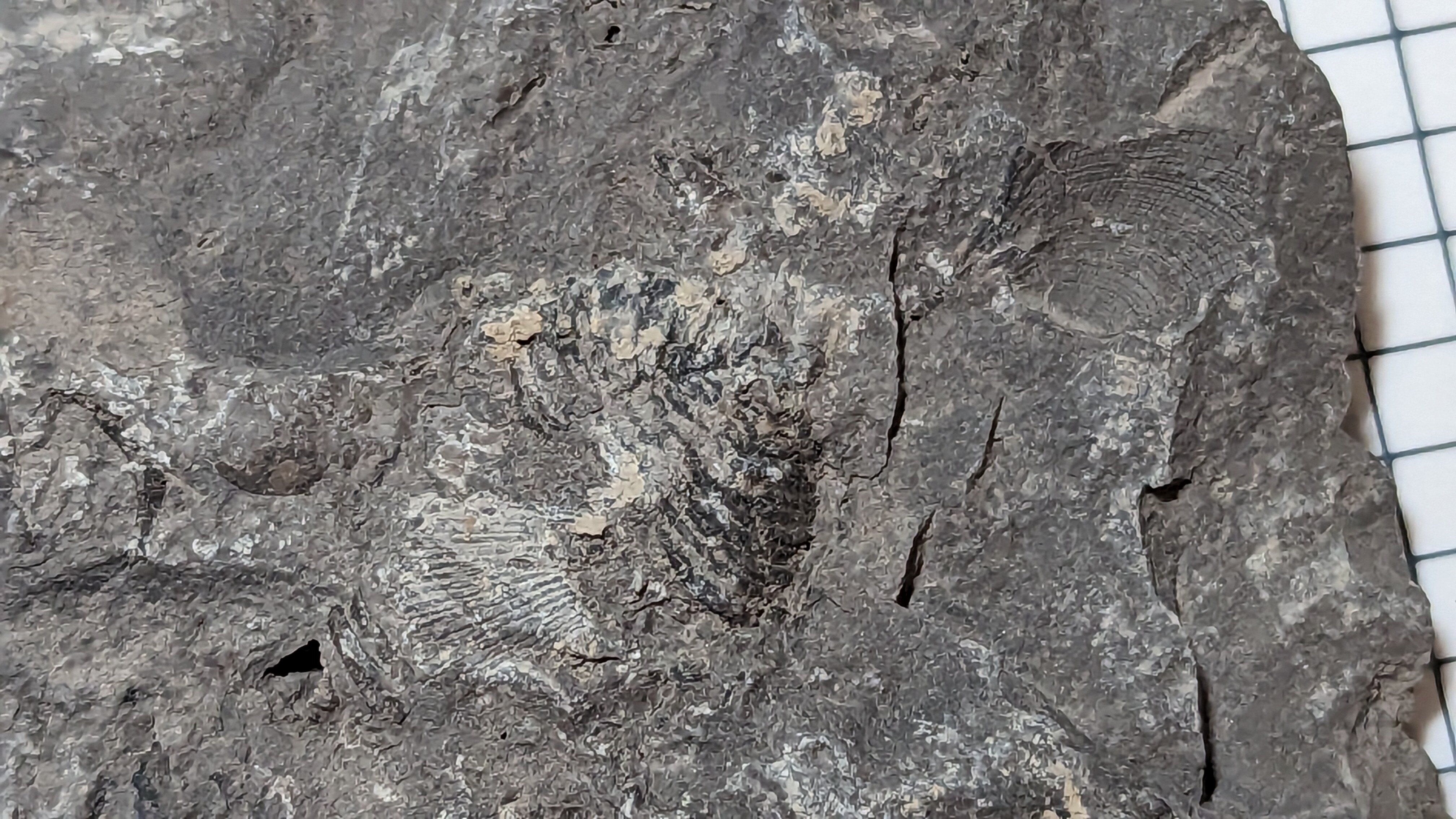 Fossils from upstate New York - Fossil ID - The Fossil Forum