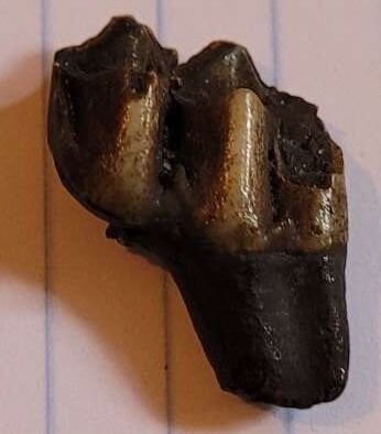 Camelid? tooth from Florida - Fossil ID - The Fossil Forum