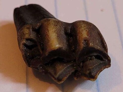 Camelid? tooth from Florida - Fossil ID - The Fossil Forum