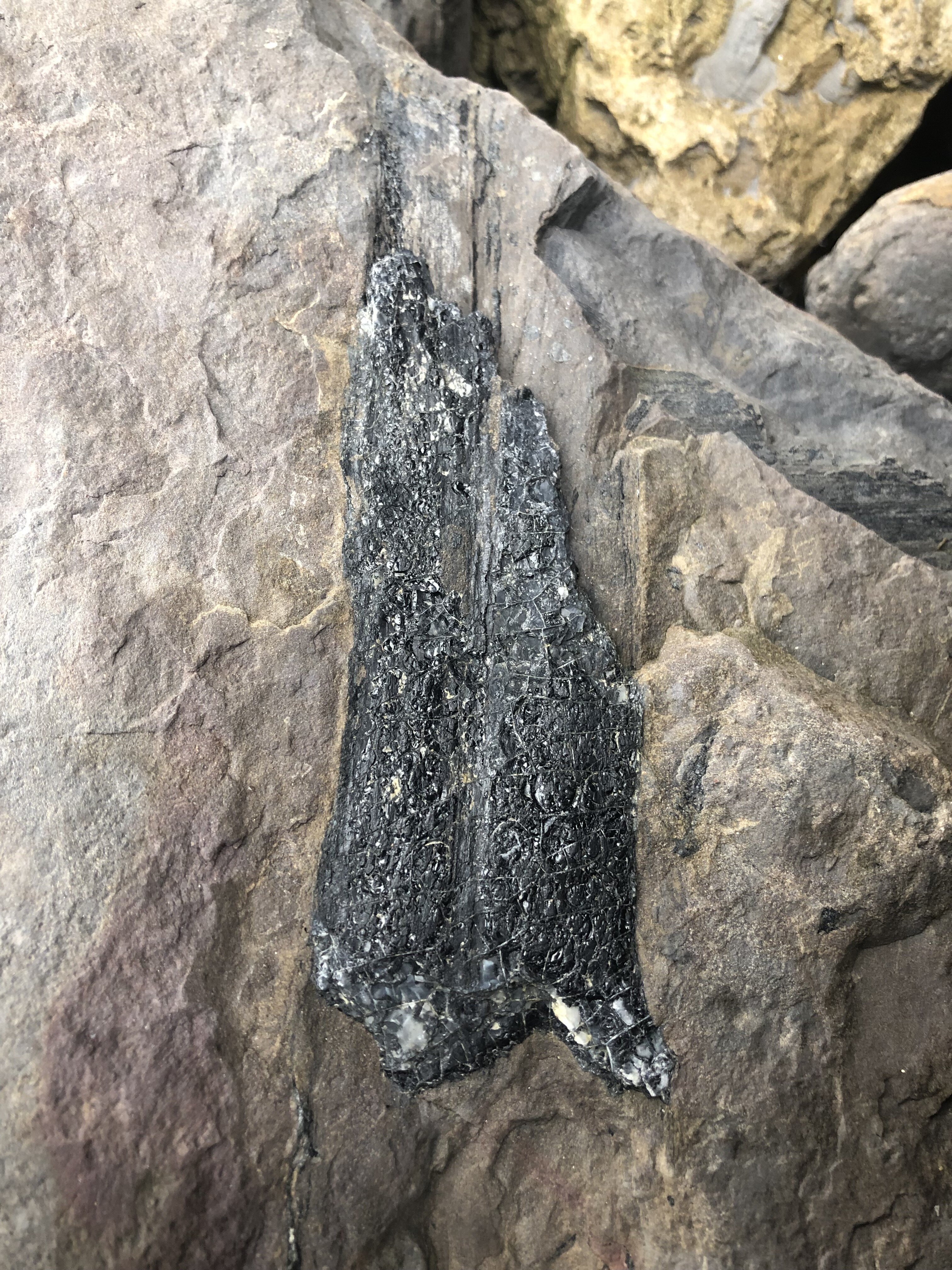 Turimetta Shale plant fossils ID (Sydney) - Fossil ID - The Fossil Forum