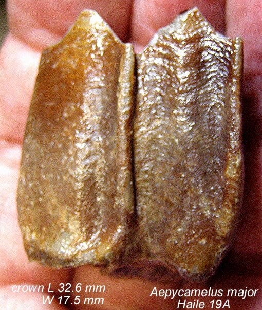 Large deer-like bovine tooth, any ideas? - Fossil ID - The Fossil Forum