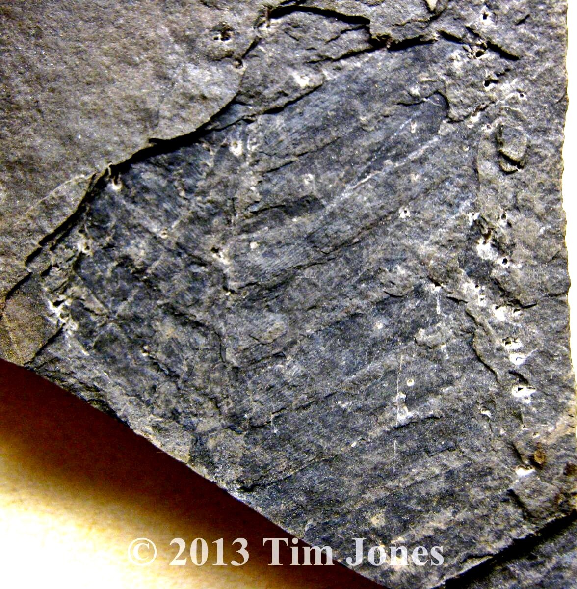 Early Jurassic leaf for identification - Fossil ID - The Fossil Forum