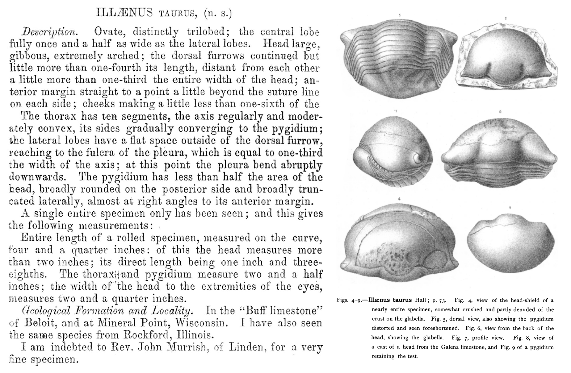 Illaenidae trilobite cephalon? - Fossil ID - The Fossil Forum