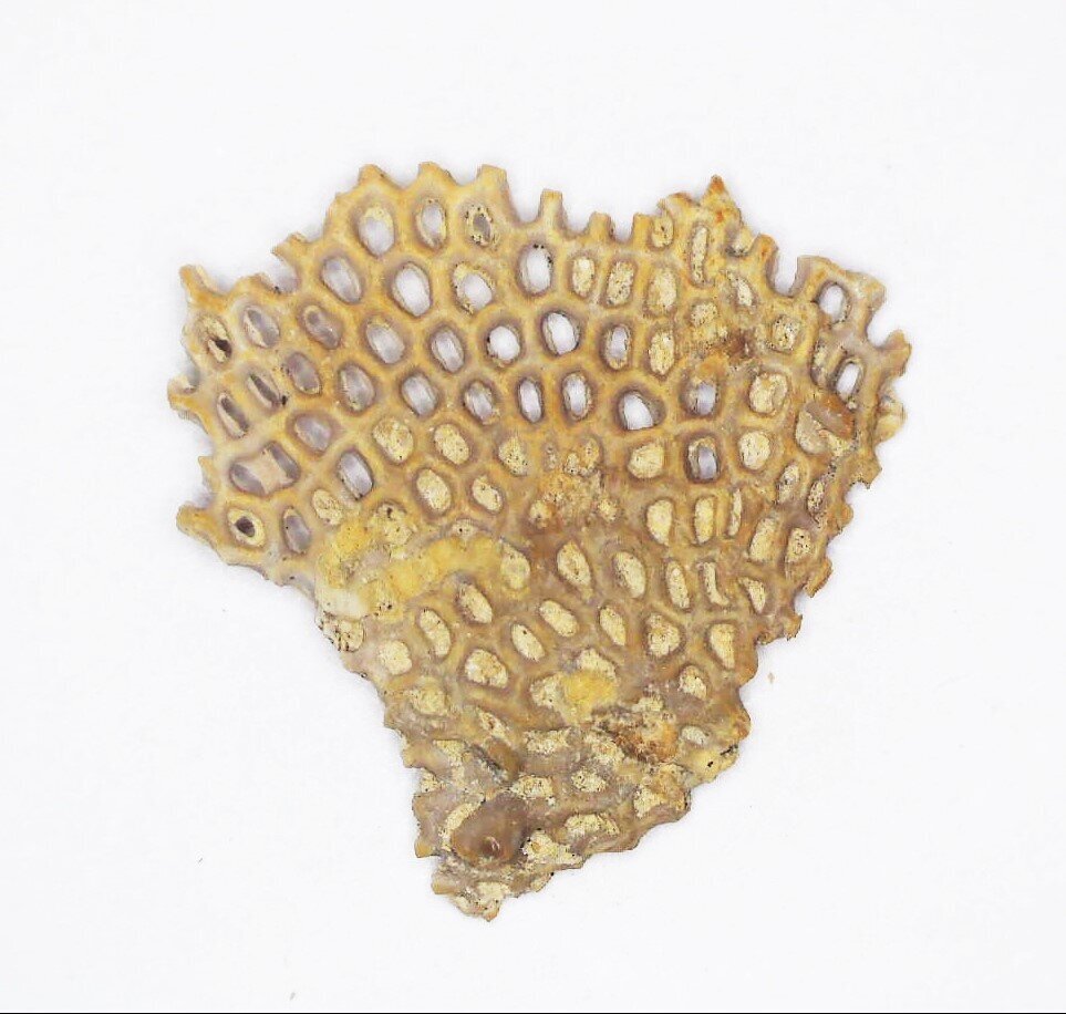Bryozoan Fenestella sp. - Member Collections - The Fossil Forum