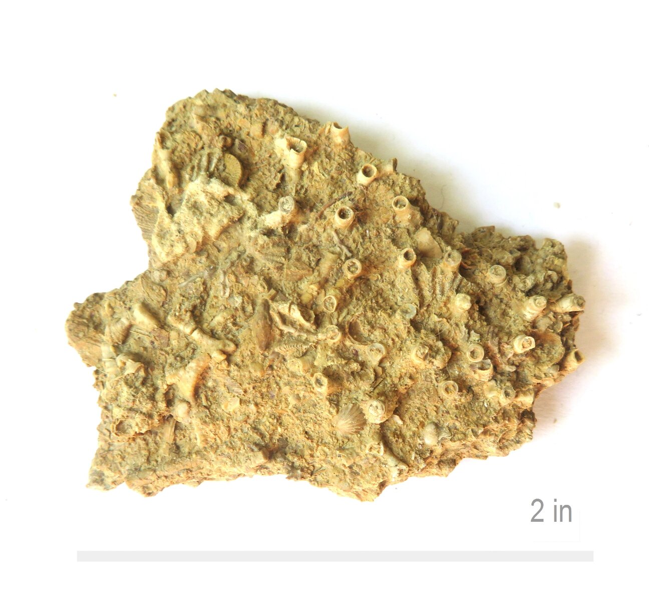 Coral Cladochonus fragilis - Member Collections - The Fossil Forum