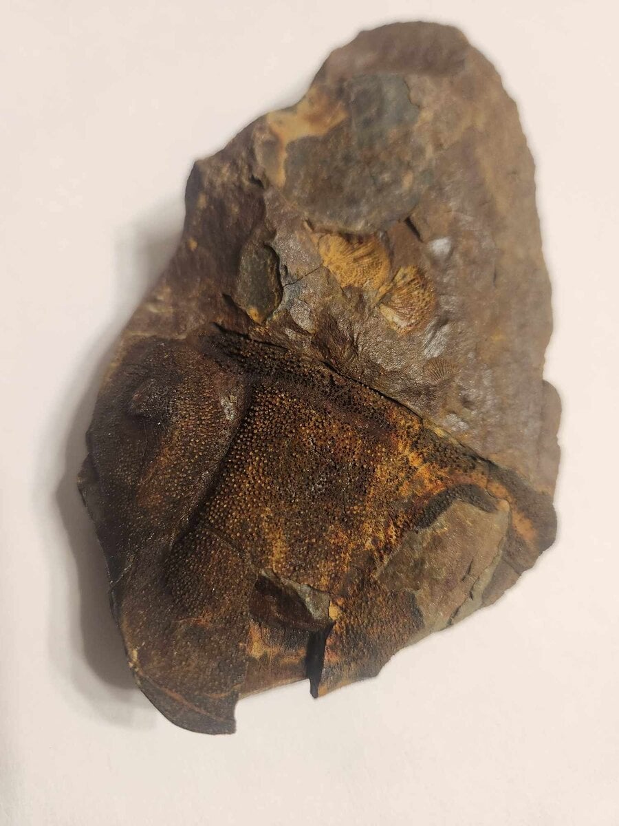 Trimerus (Dipleura) dekayi - Member Collections - The Fossil Forum