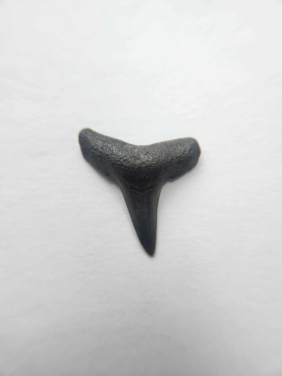 Negaprion sp. - Member Collections - The Fossil Forum