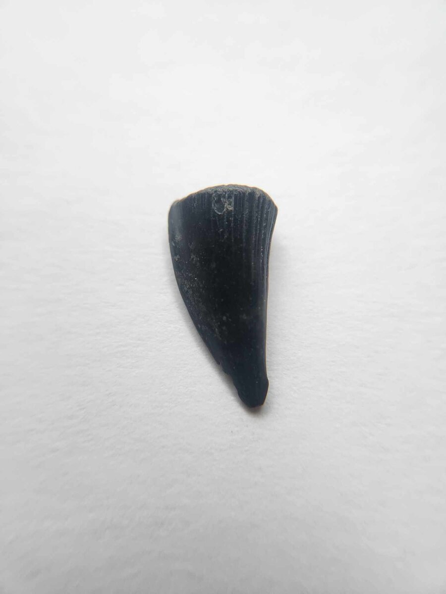 Sphyraena sp. - Member Collections - The Fossil Forum