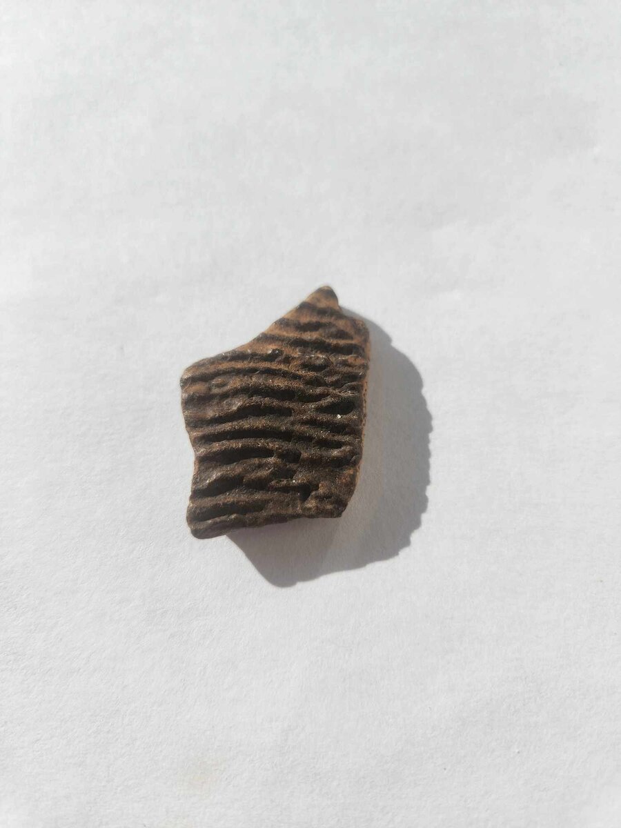 Testudines - Member Collections - The Fossil Forum