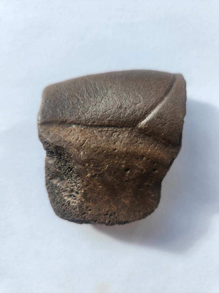 Testudines - Member Collections - The Fossil Forum