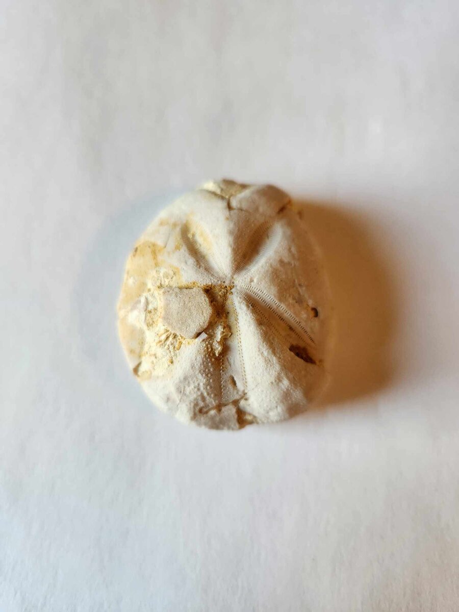 Micraster sp. - Member Collections - The Fossil Forum