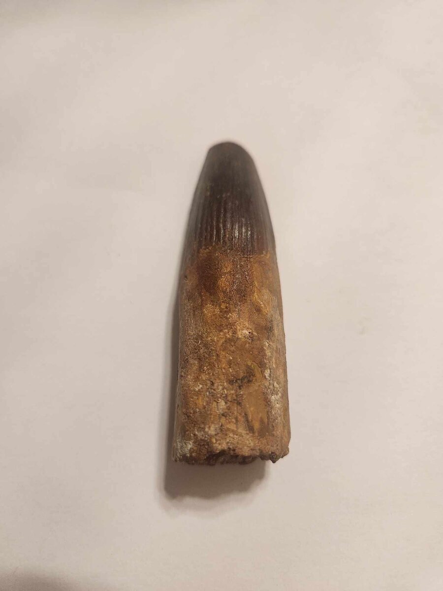 Spinosaurus sp. - Member Collections - The Fossil Forum
