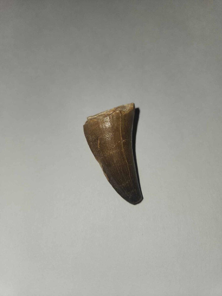 Prognathodon sp. - Member Collections - The Fossil Forum
