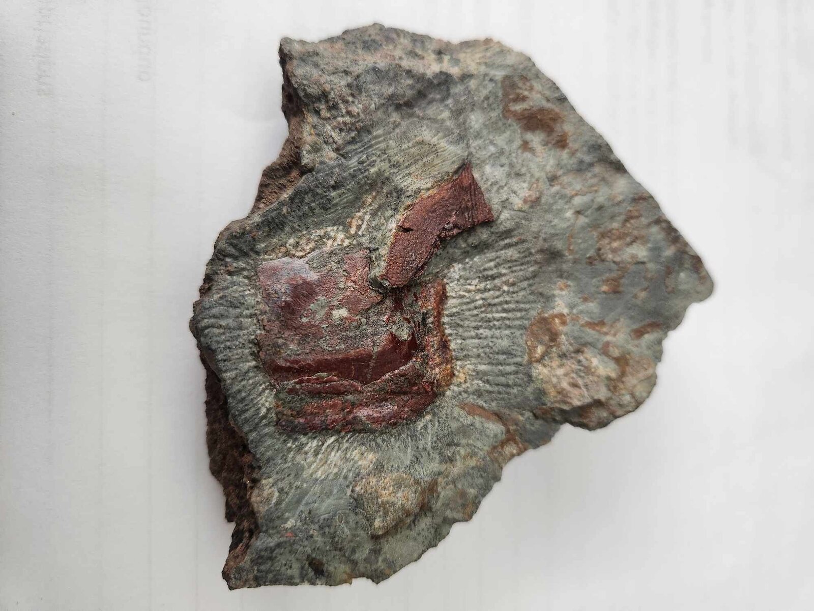 Megalichthys sp. (?) - Member Collections - The Fossil Forum