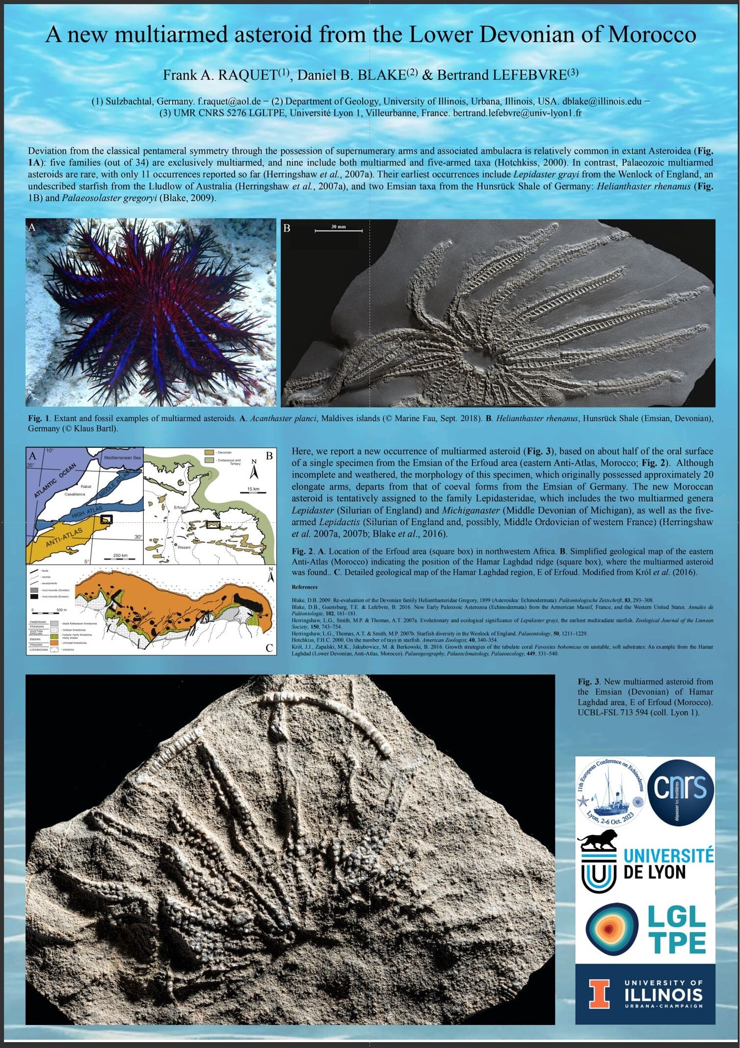 Helianthaster? Strange starfish from Morocco - Fossil ID - The Fossil Forum