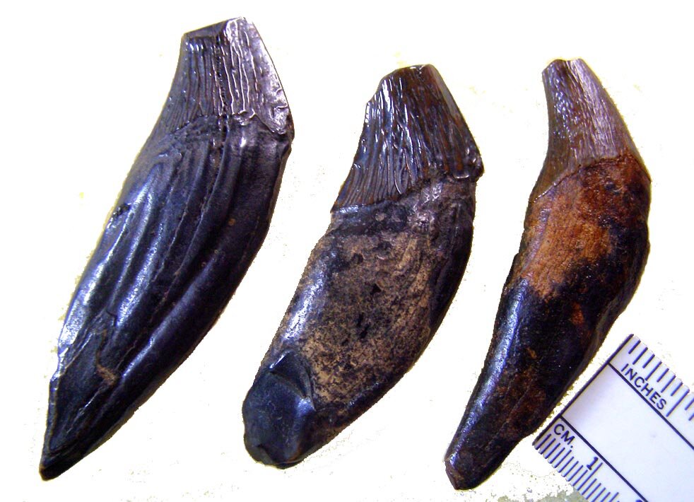 Tooth Id? - Fossil ID - The Fossil Forum