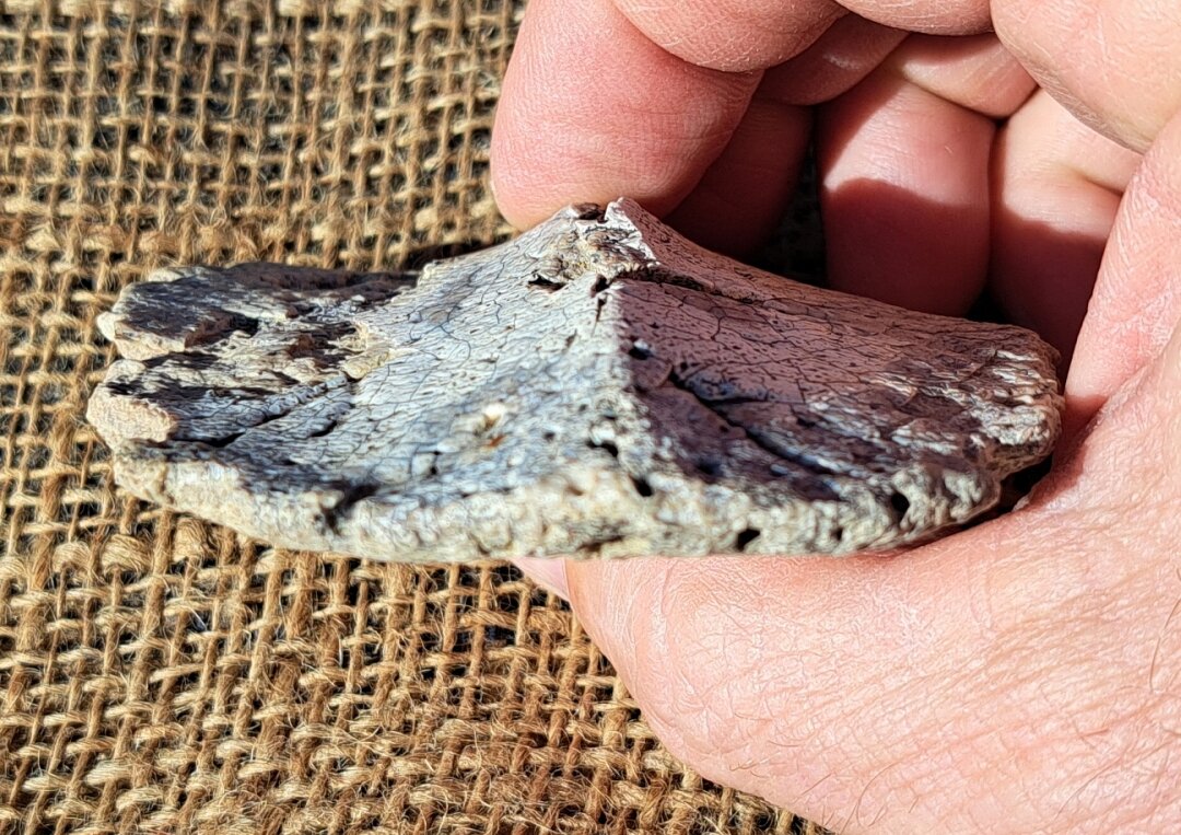 Ankylosaur Osteoderm - Fossil ID - The Fossil Forum