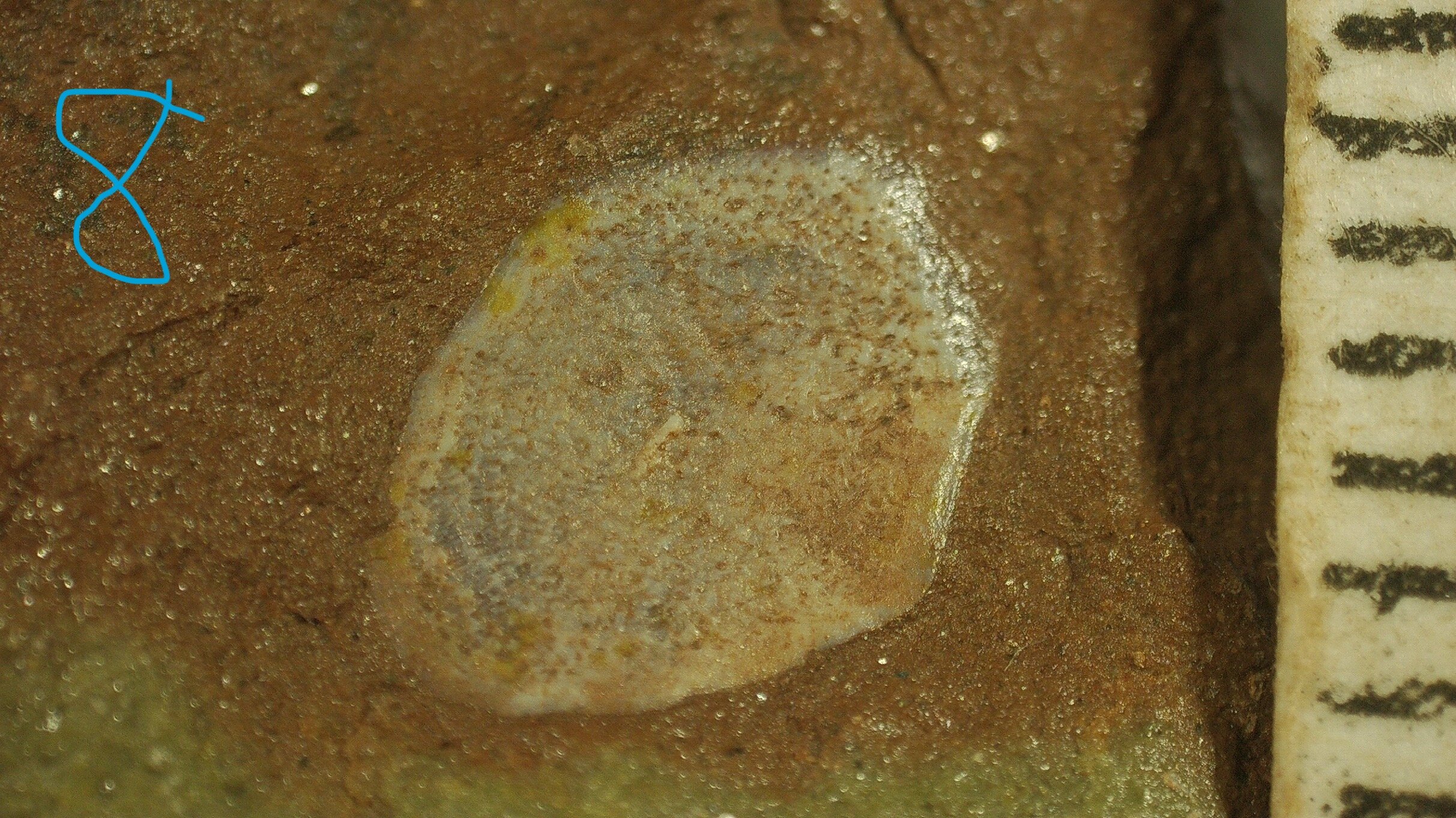Devonian fish finds - Fossil ID - The Fossil Forum