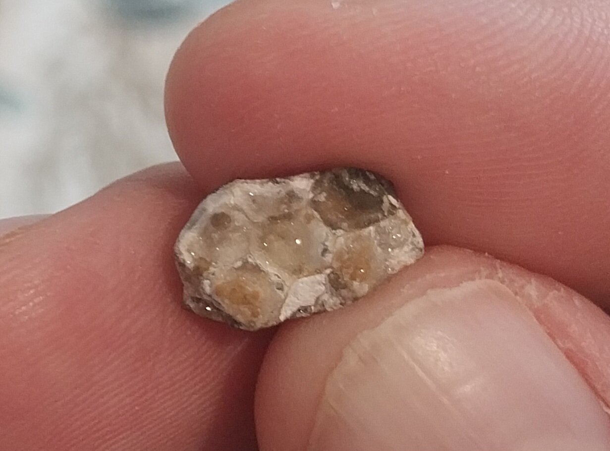 Long Beach Island New Jersey fossils - Fossil Hunting Trips - The ...