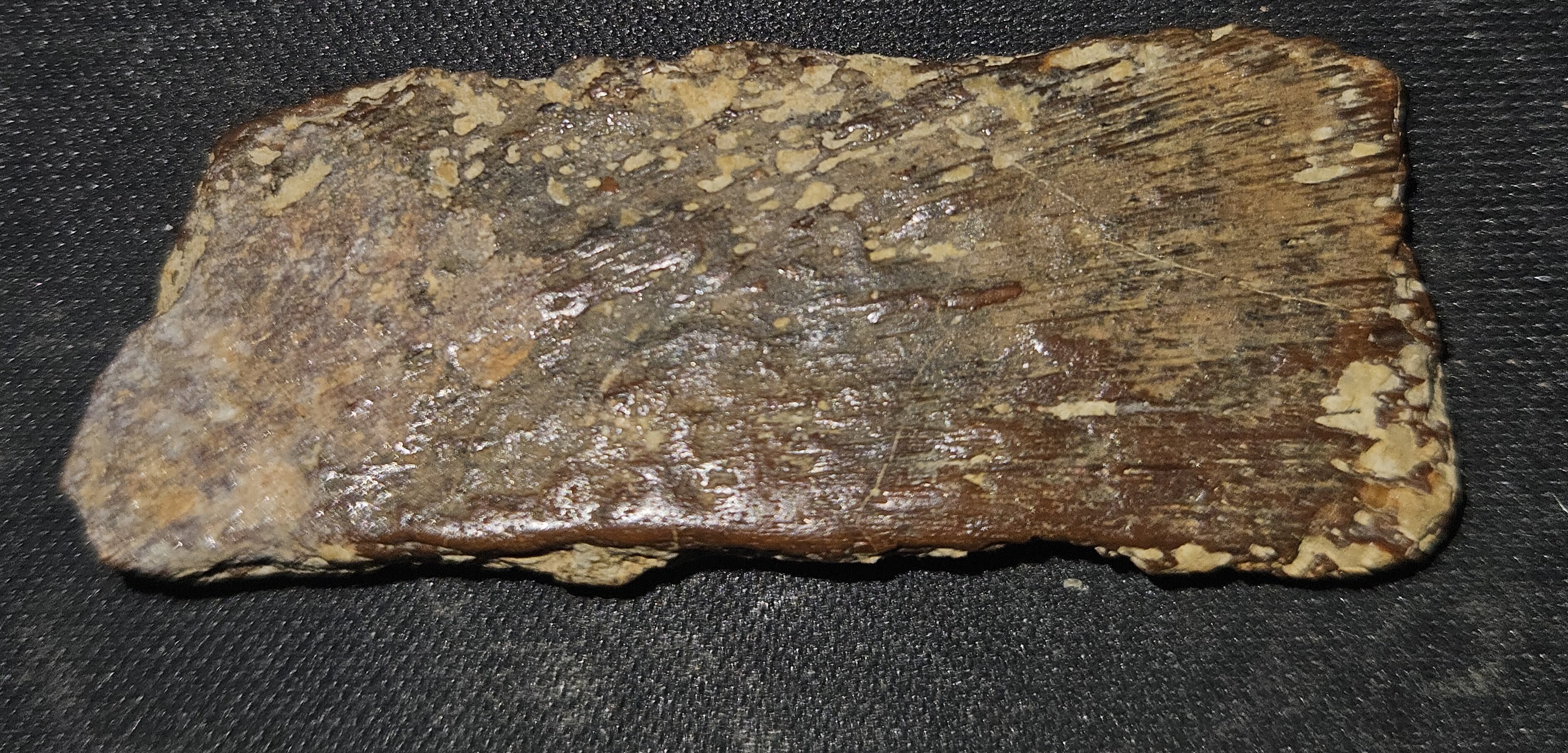 Cretaceous Finds - Fossil ID - The Fossil Forum
