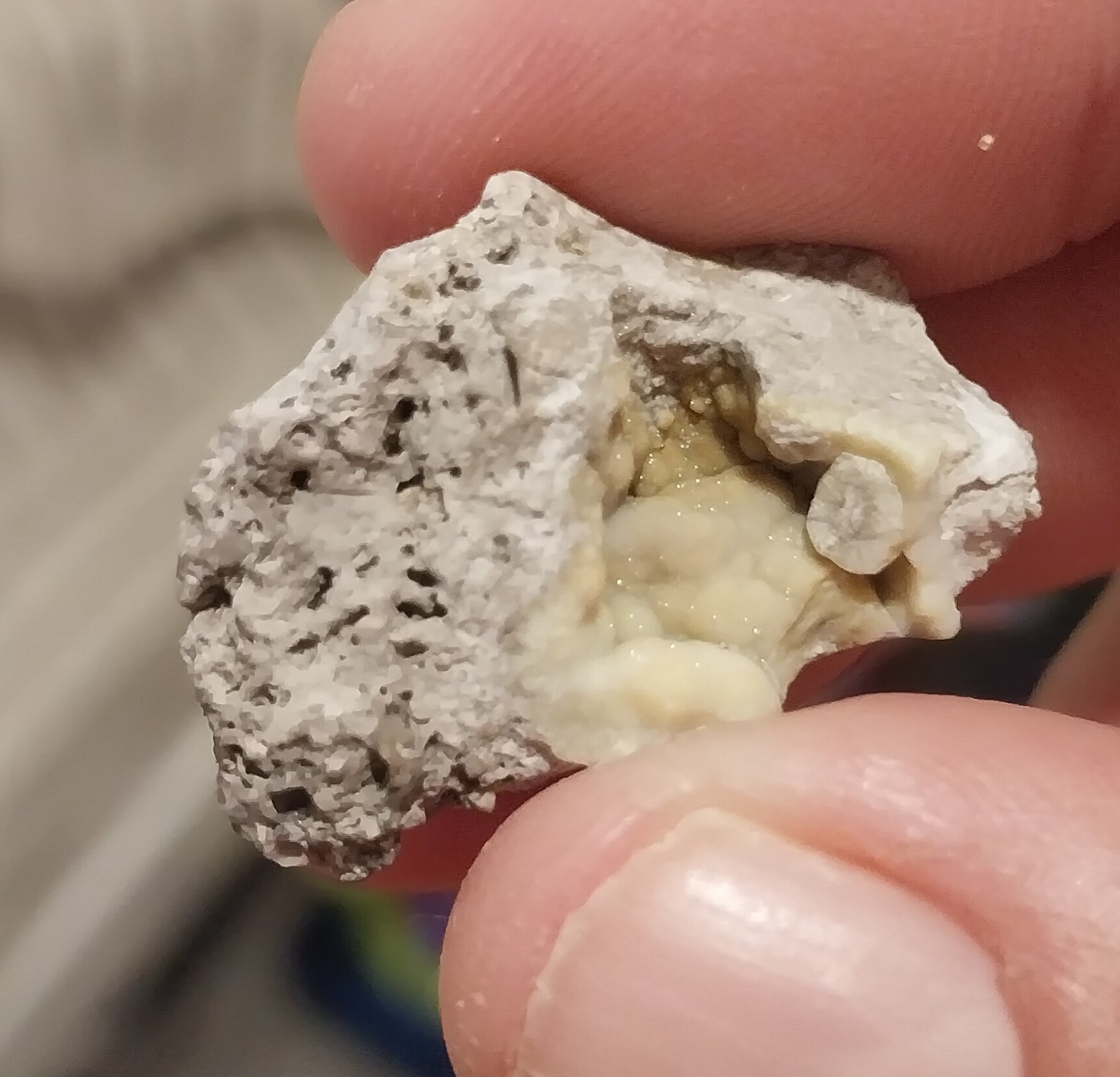 Long Beach Island New Jersey fossils - Fossil Hunting Trips - The ...