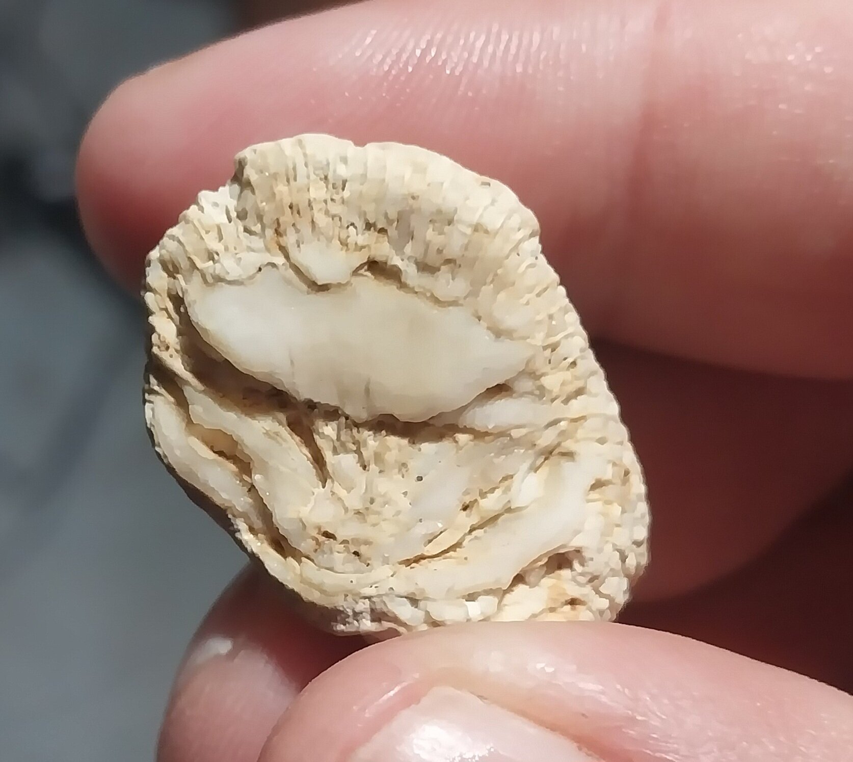 Long Beach Island New Jersey fossils - Fossil Hunting Trips - The ...