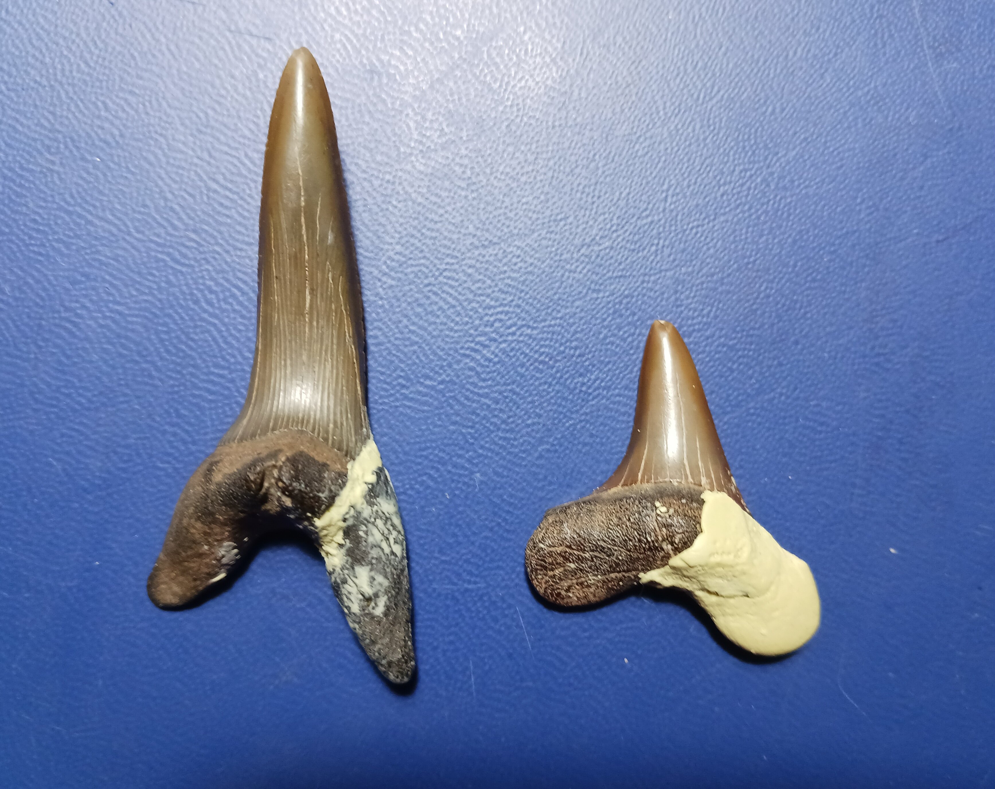 Restoring Cretaceous Shark Teeth - Fossil Preparation - The Fossil Forum