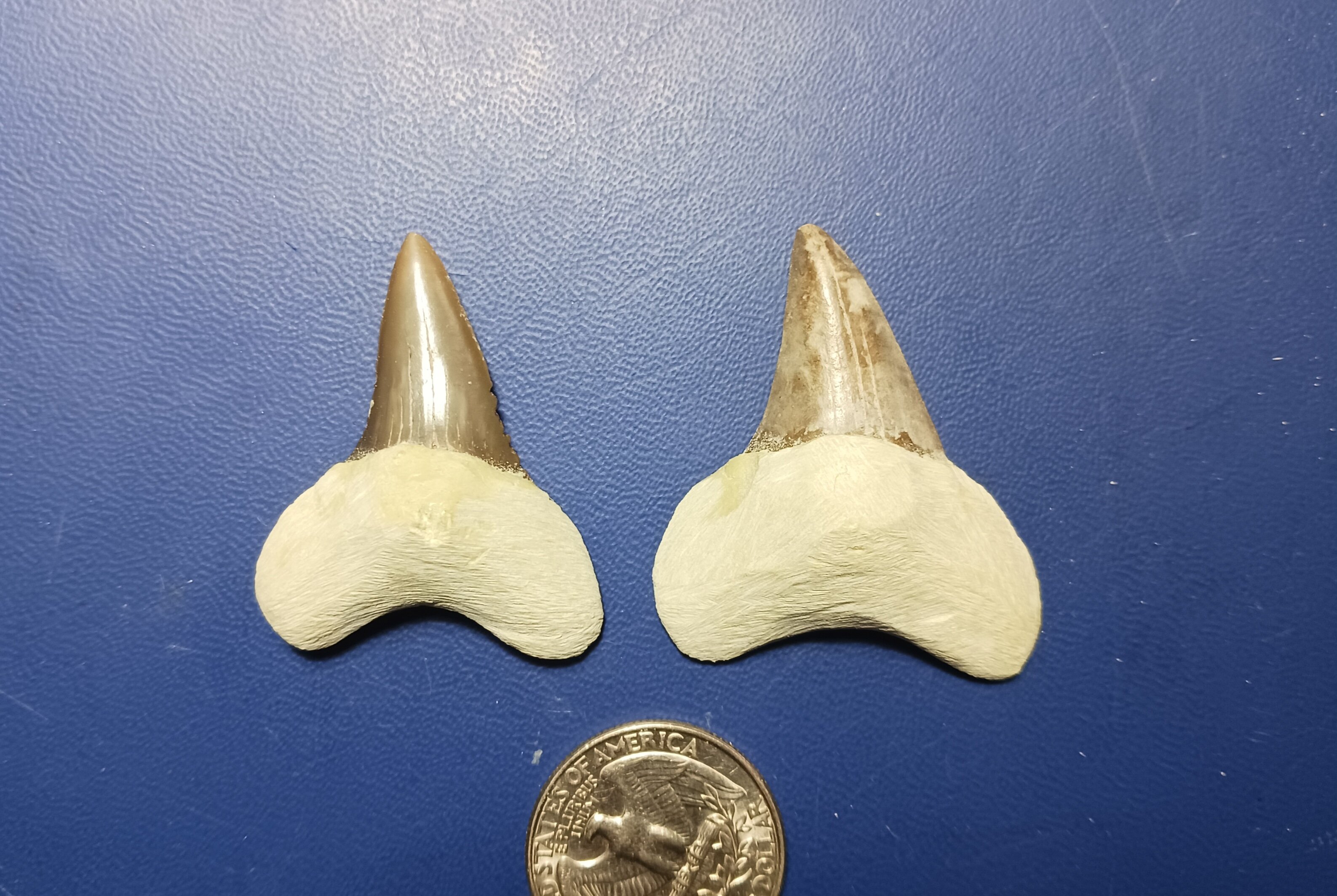 Restoring Cretaceous Period Cretoxyrhina shark teeth - Fossil ...